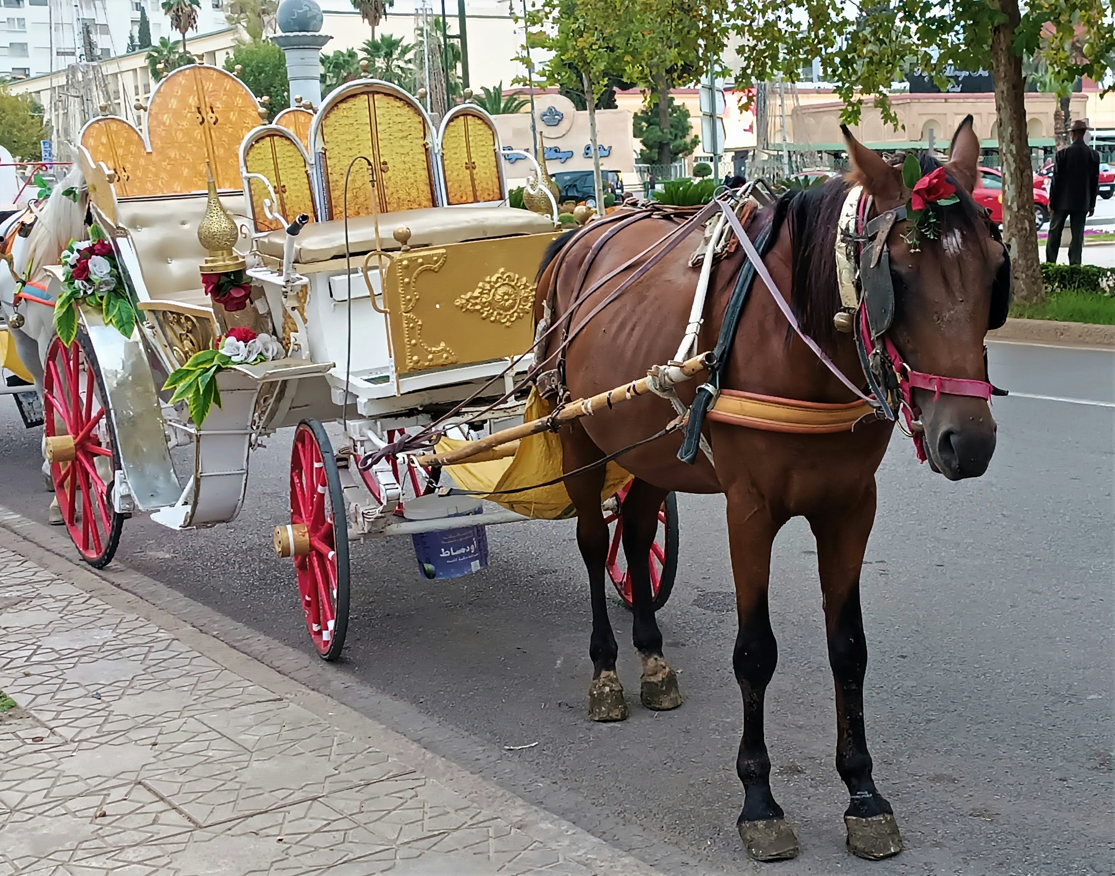 Ornate gold-and-white horse-drawn carriage hitched to a dark brown horse on a sunlit city street, with greenery and passersby in the background.