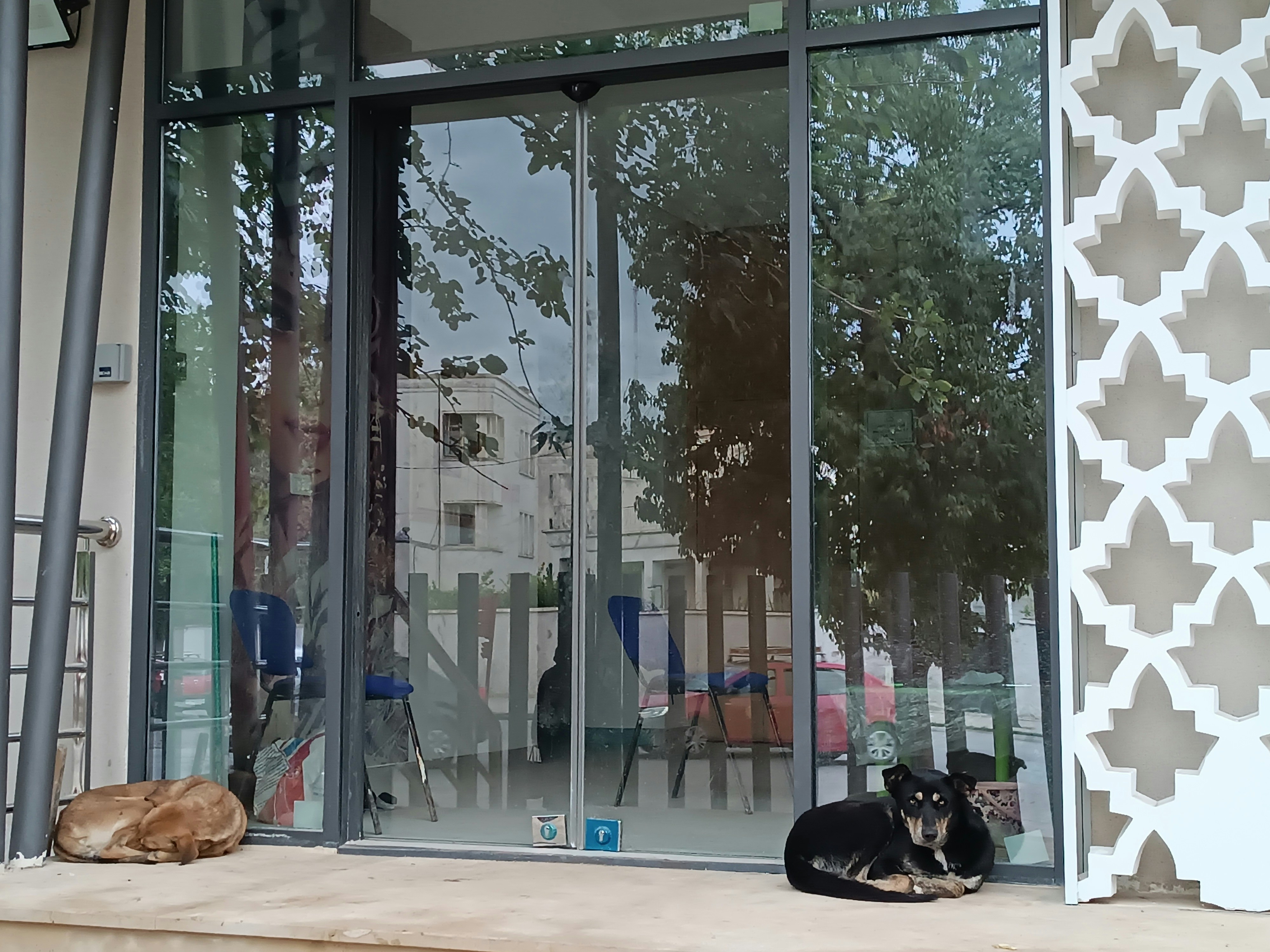Black dog rests near a glass storefront doorway, with a tan dog lying outside to the left. Reflections of trees and street populate the glass panels.
