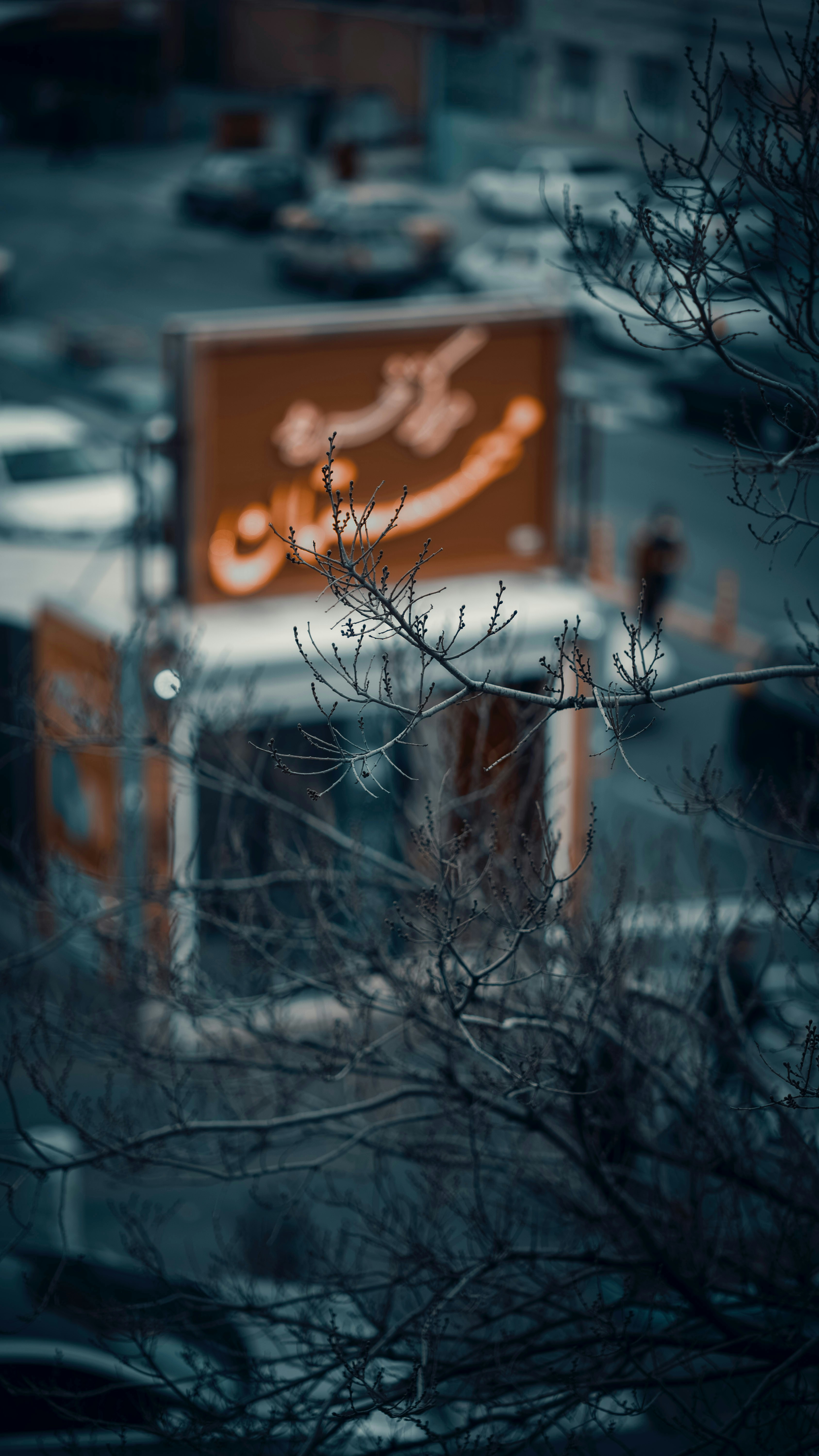 Neon in the Frost: Branches Framing a Blurred Billboard in a Quiet City Scene