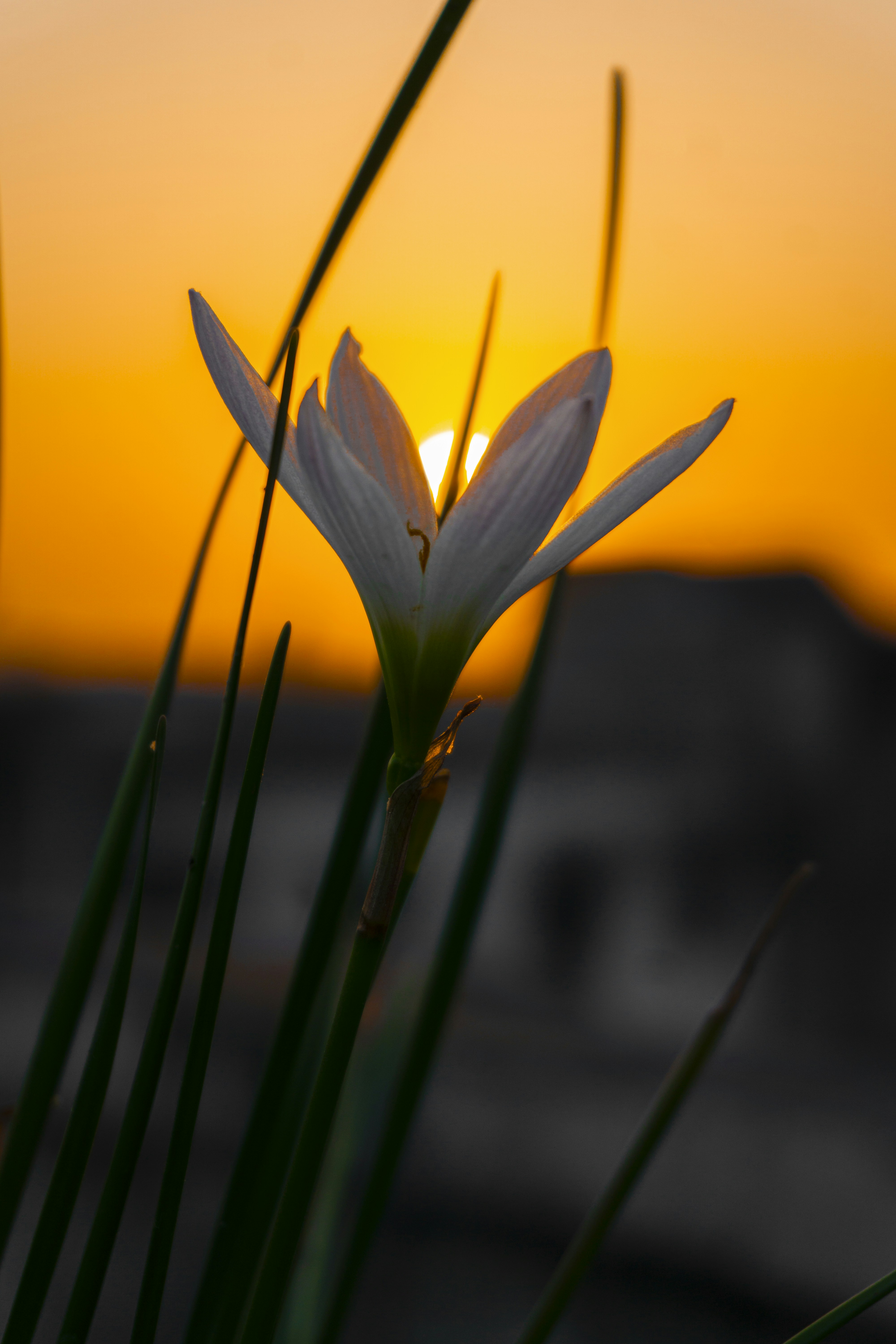 Backlit White Lily at Dusk: Grass-Framed Bloom