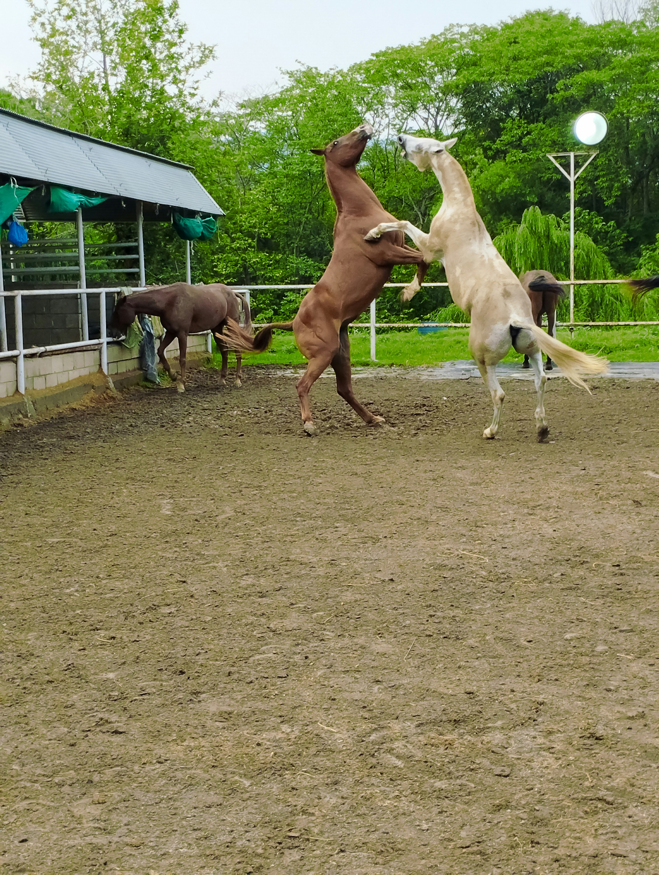 Photo by Mansab Ali with Xiaomi Redmi Note 11