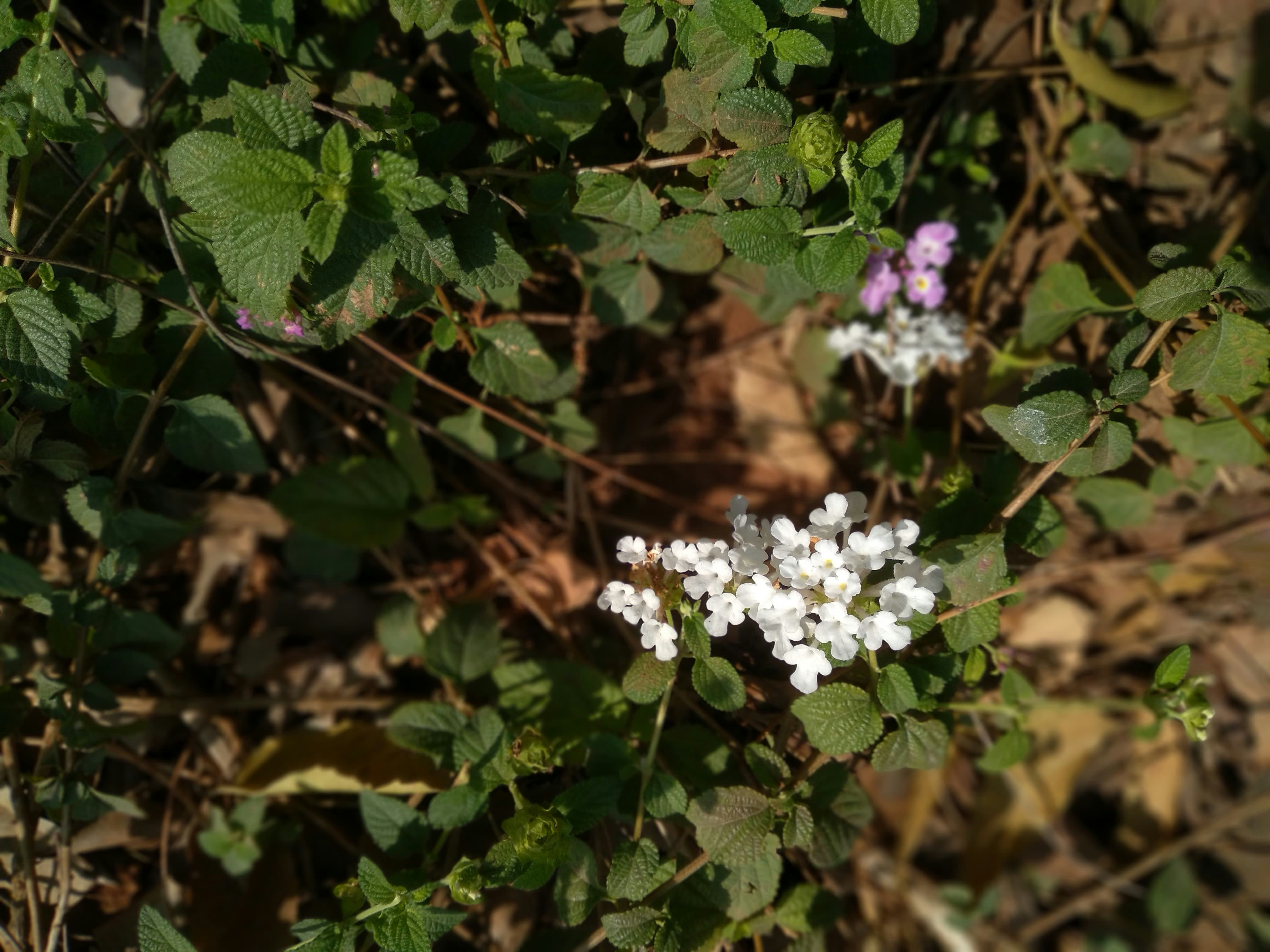Who is the Father of Marathi Language? Quiz & Flashcards