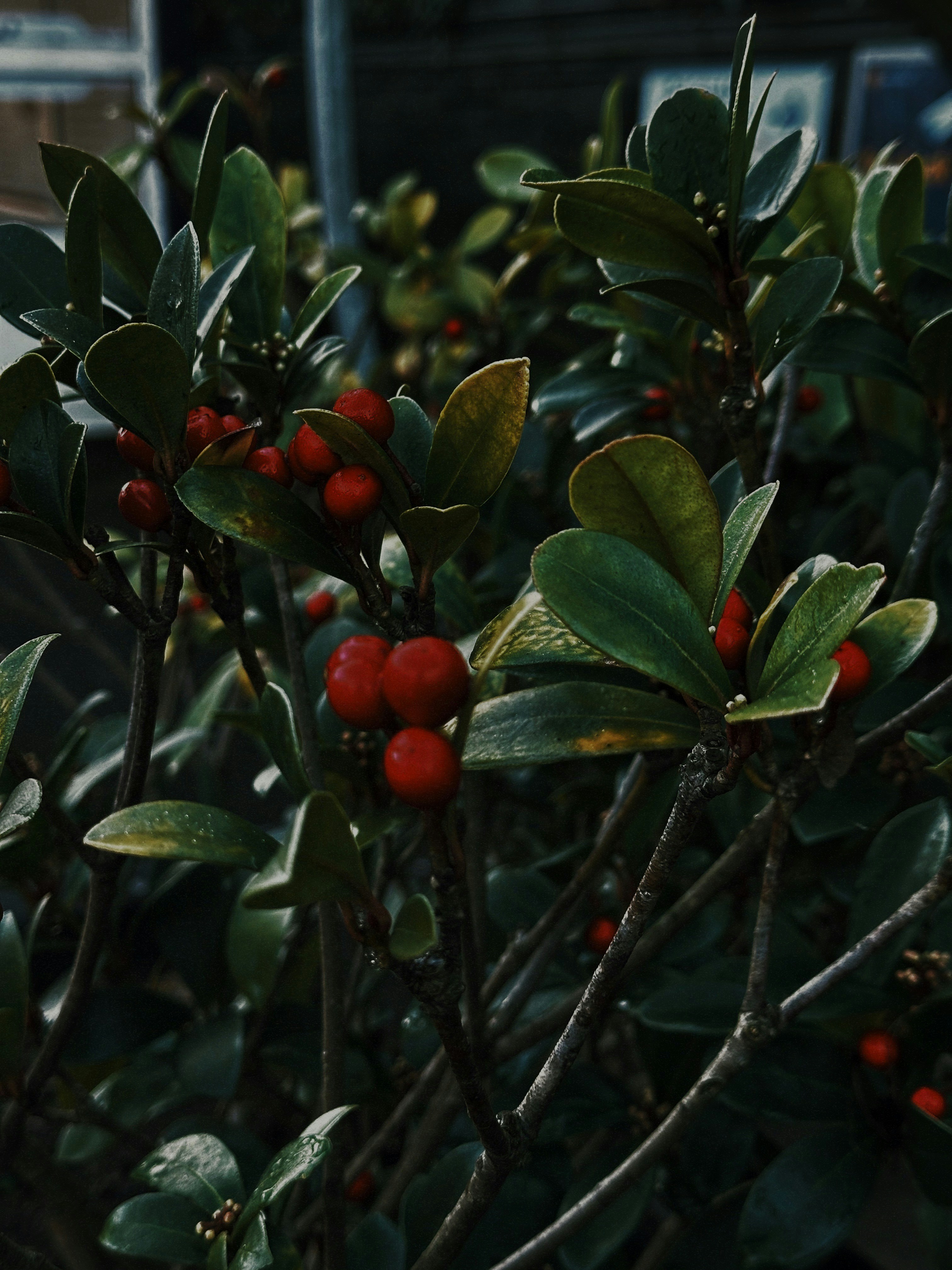 A bush with red berries and green leaves photo – Free Manchester Image ...