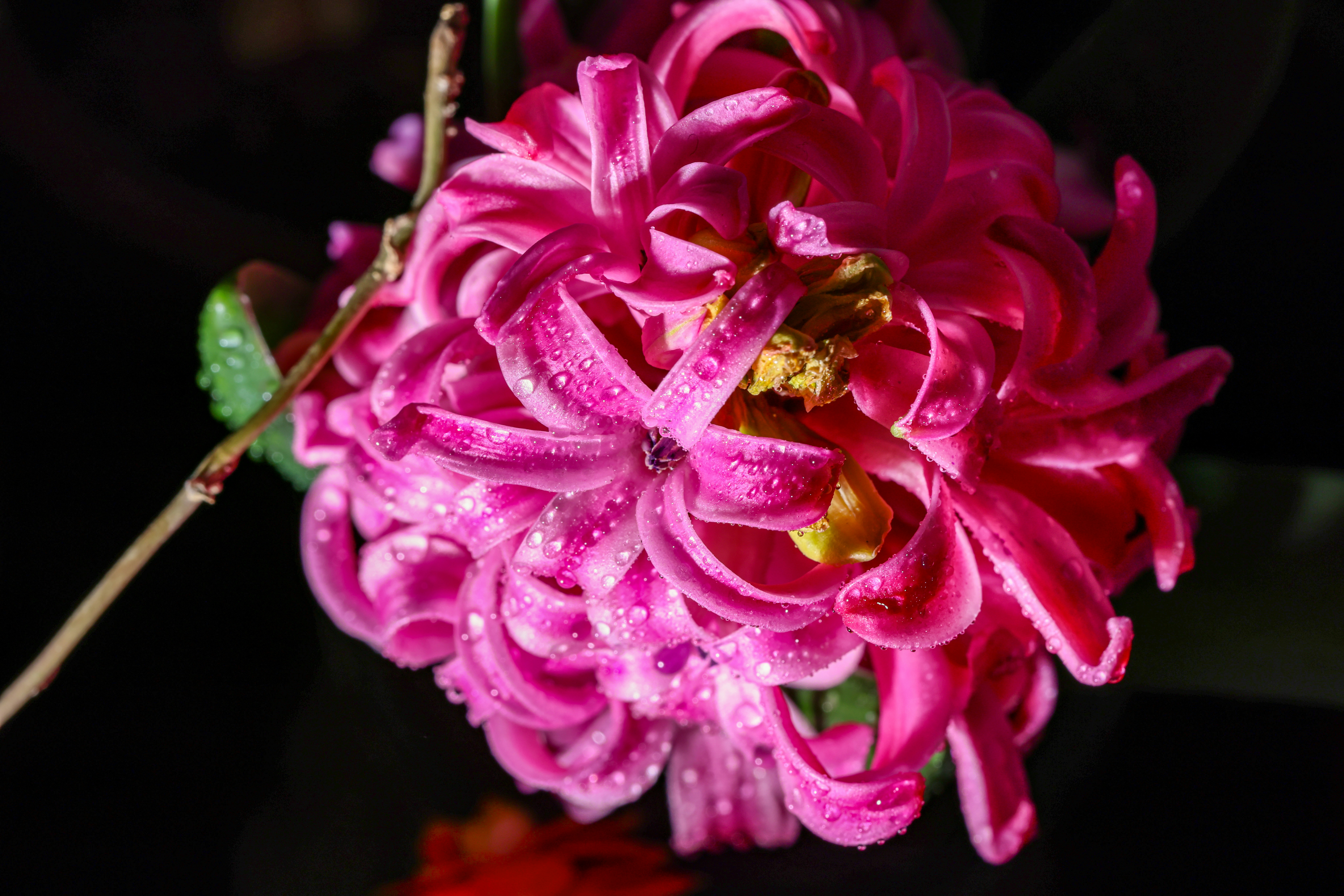 Petaled Burst: Dew-kissed Pink Camellia in Velvet Darkness