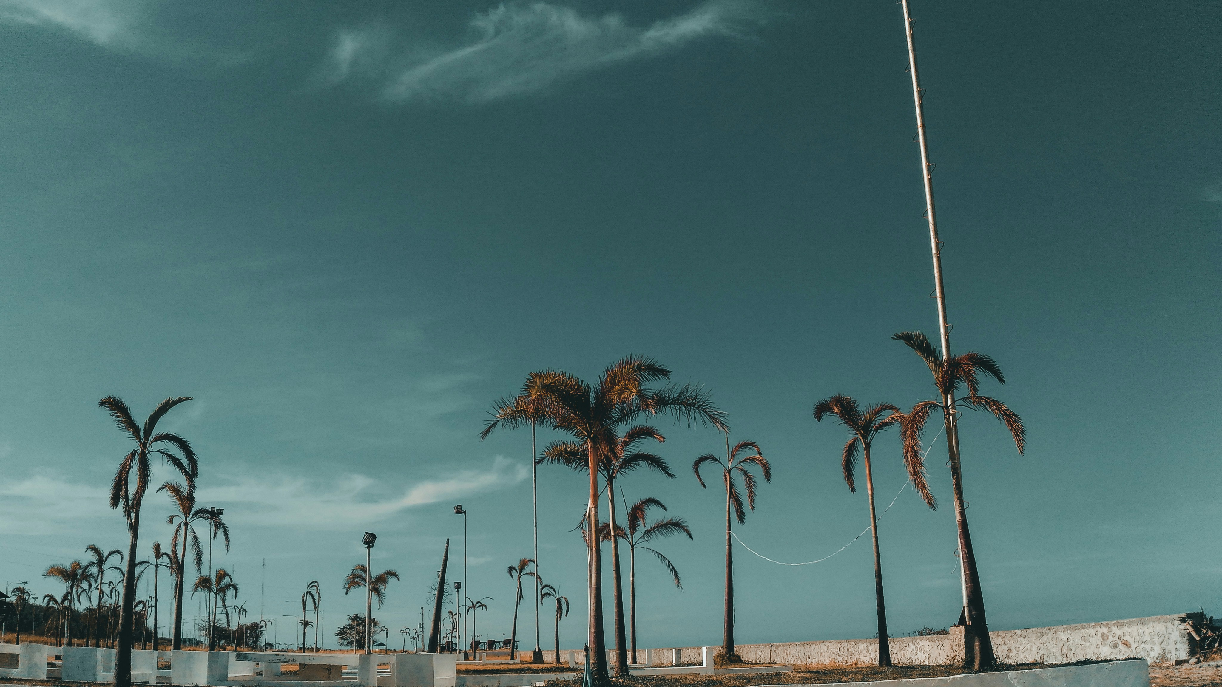Palm trees lining a concrete wall under a vast teal sky.