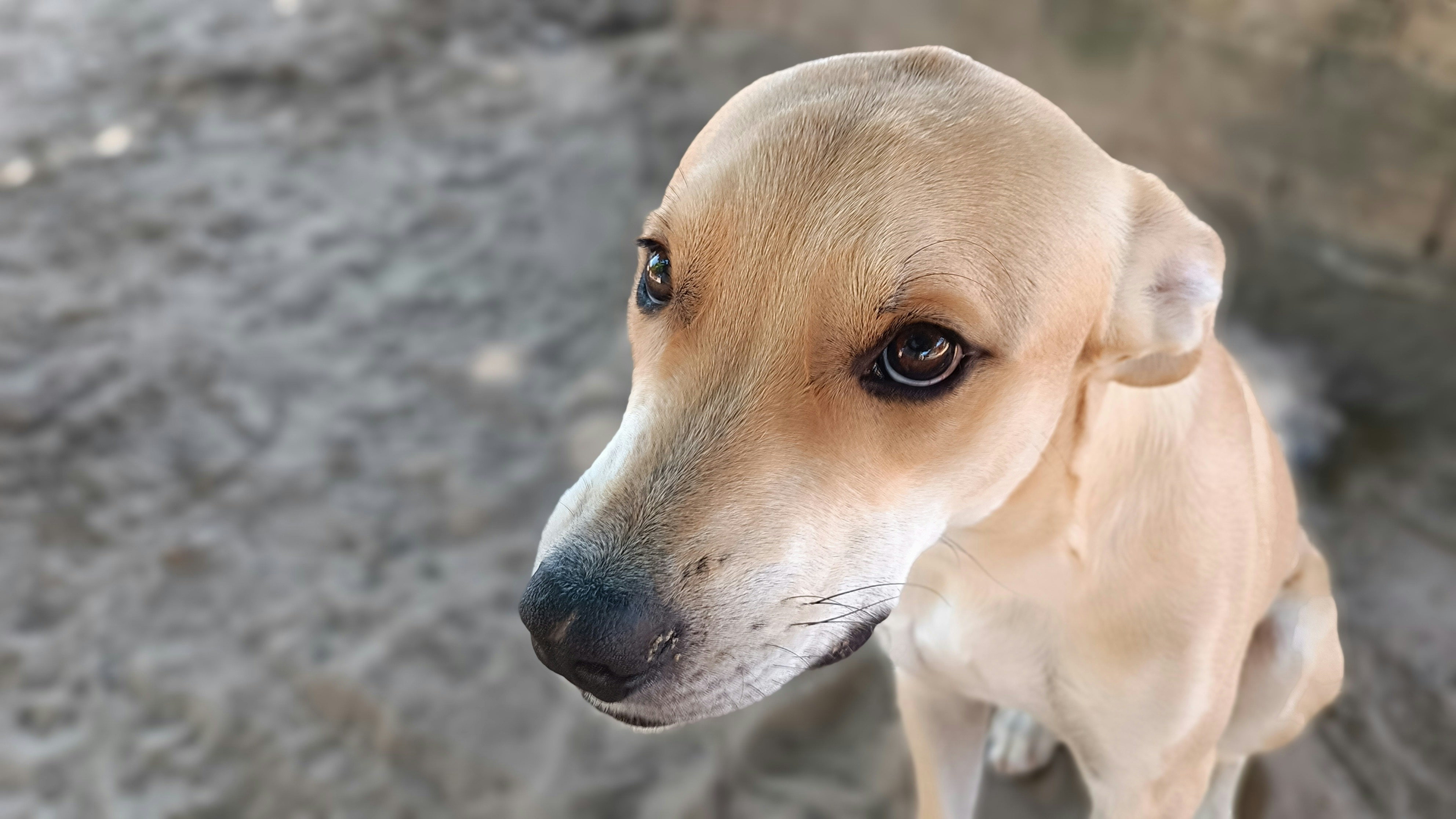 A close up of a dog looking at the camera photo – Free Dog Image on ...
