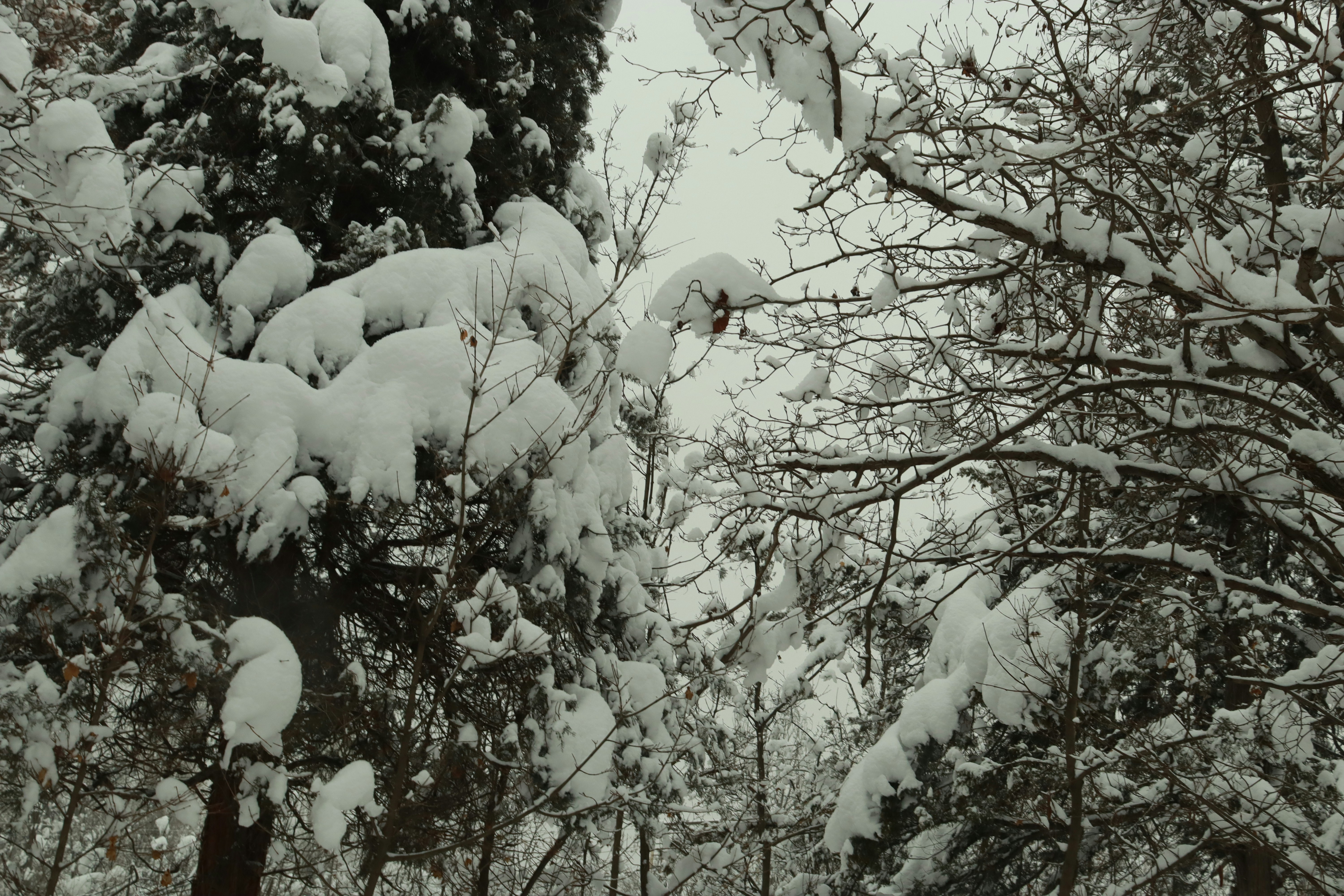 Photo by Sona Balayan with Canon EOS 250D