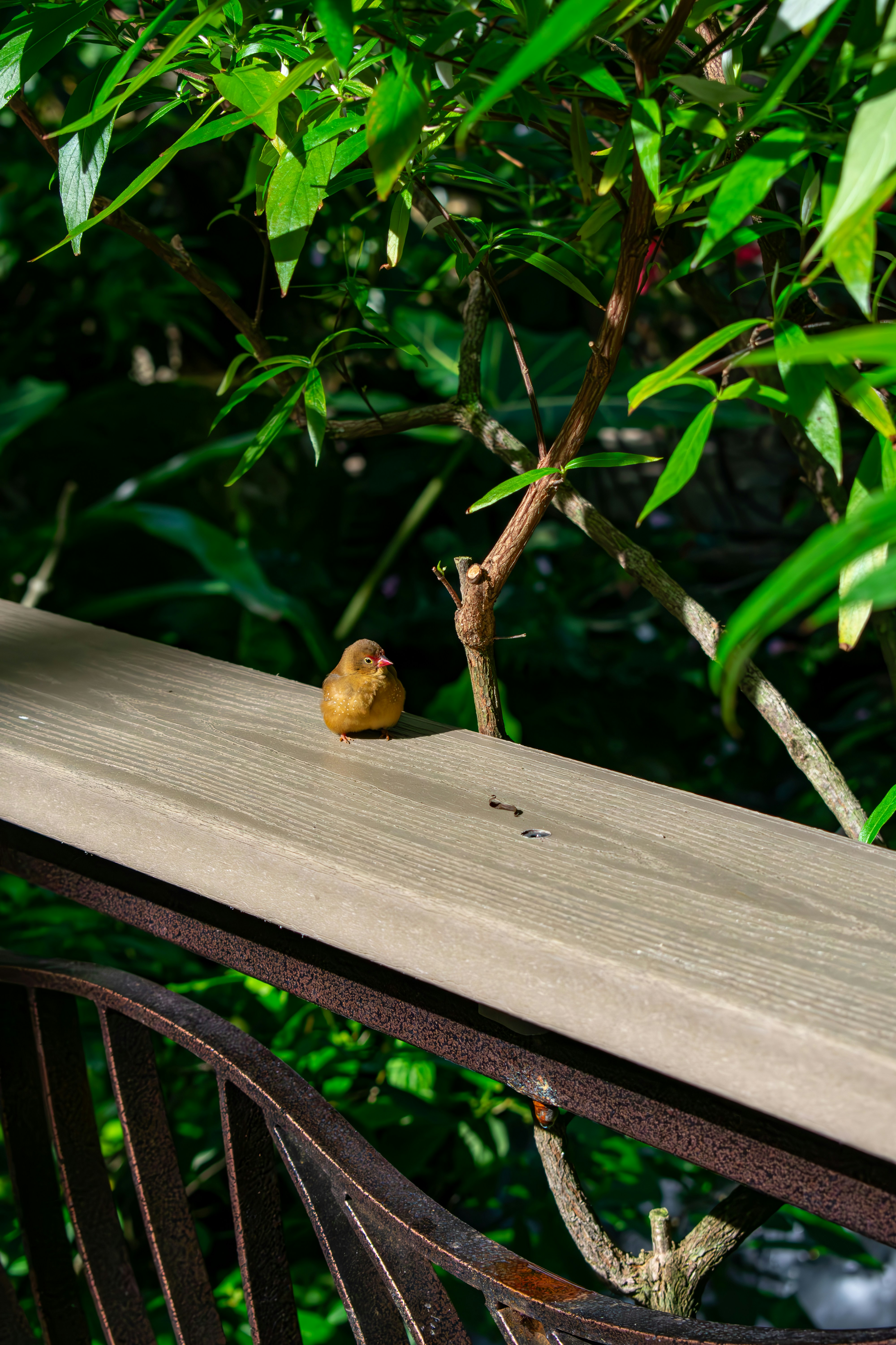Dappled Light, a Tiny Brown Bird Perched on a Weathered Railing Amid Greenery