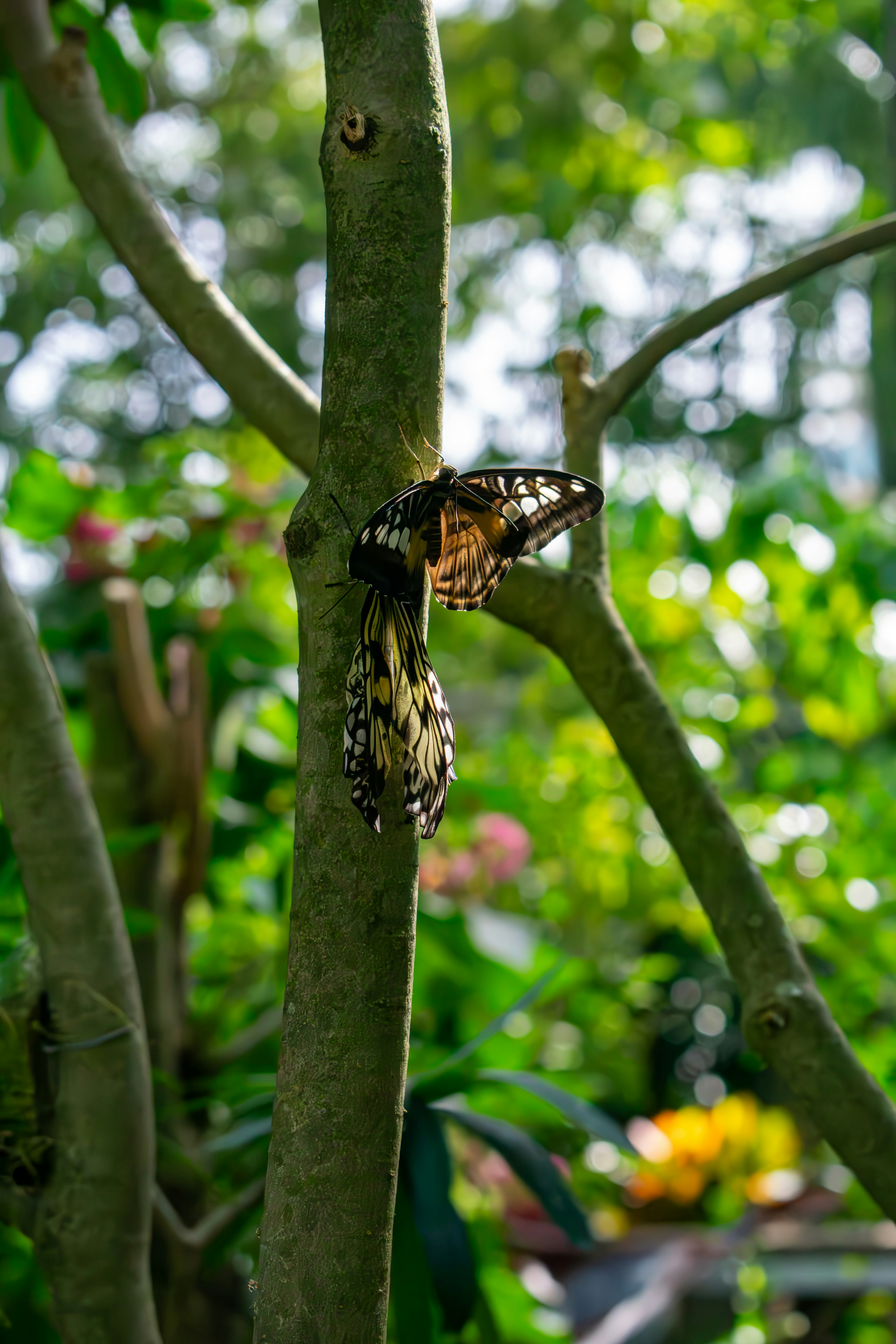 Black-and-White Swallowtail Clinging to a Mossy Branch in Dappled Light