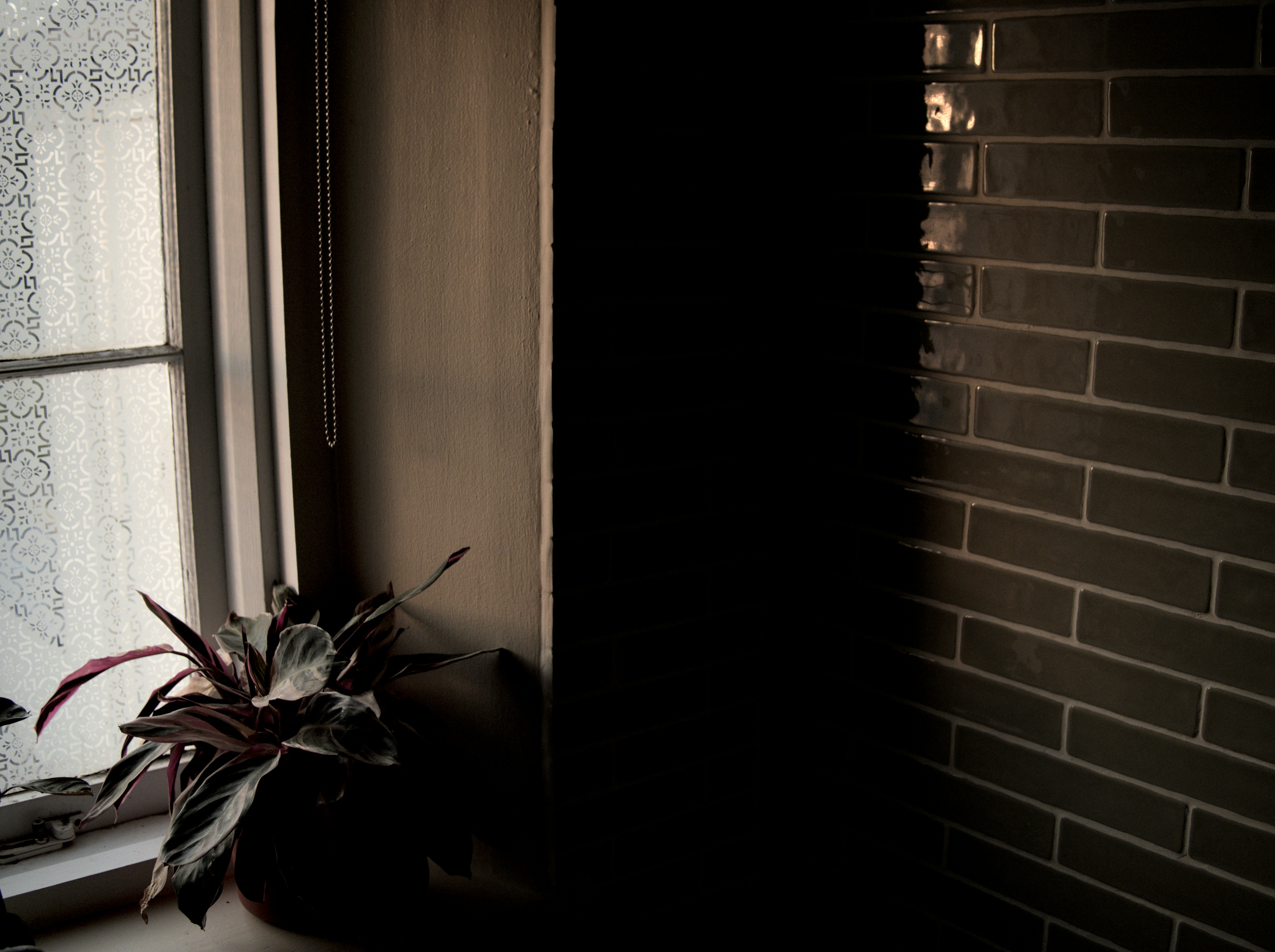 Silent Corner: Window Light Framing a Plant