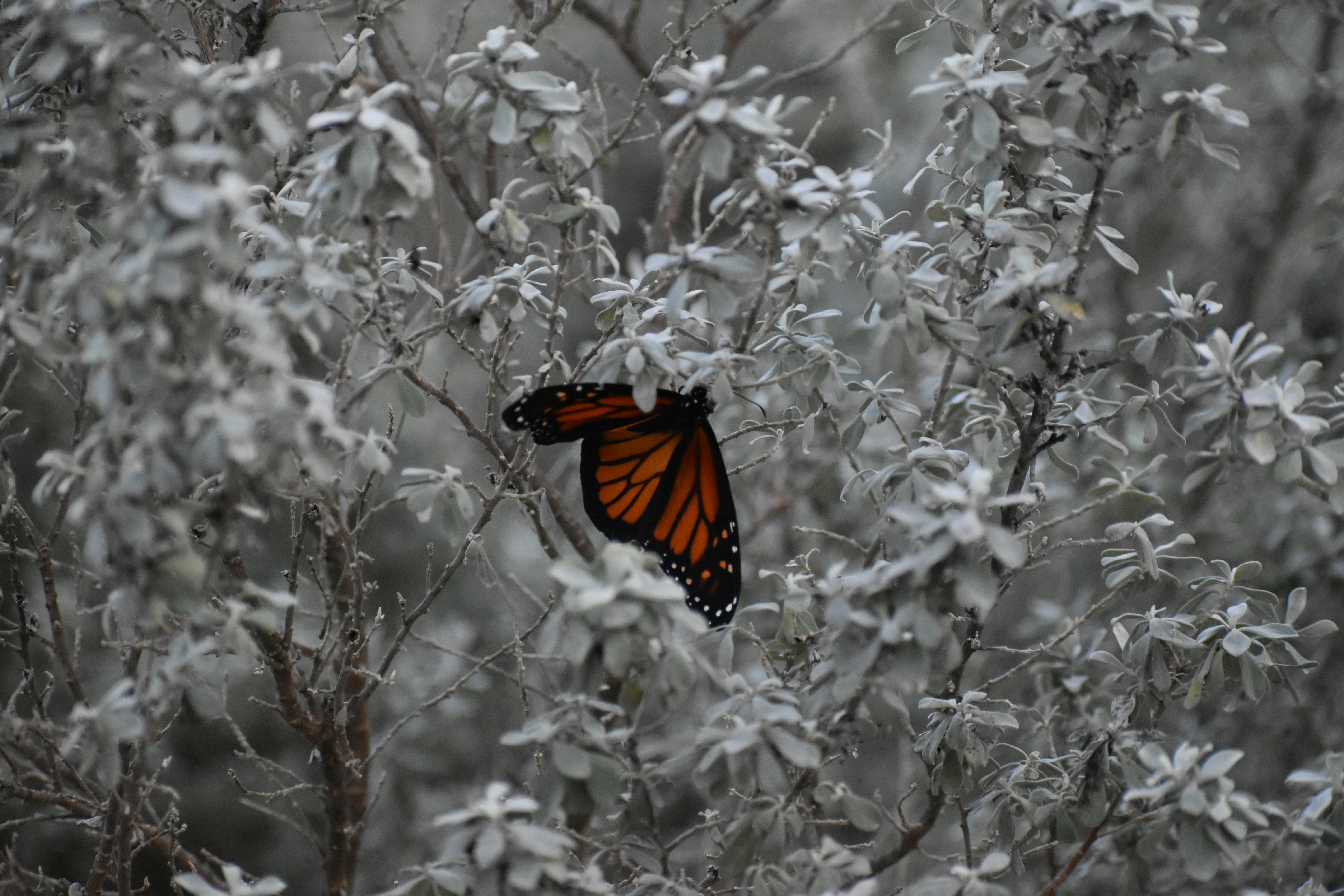 Monarch's Solitary Journey
