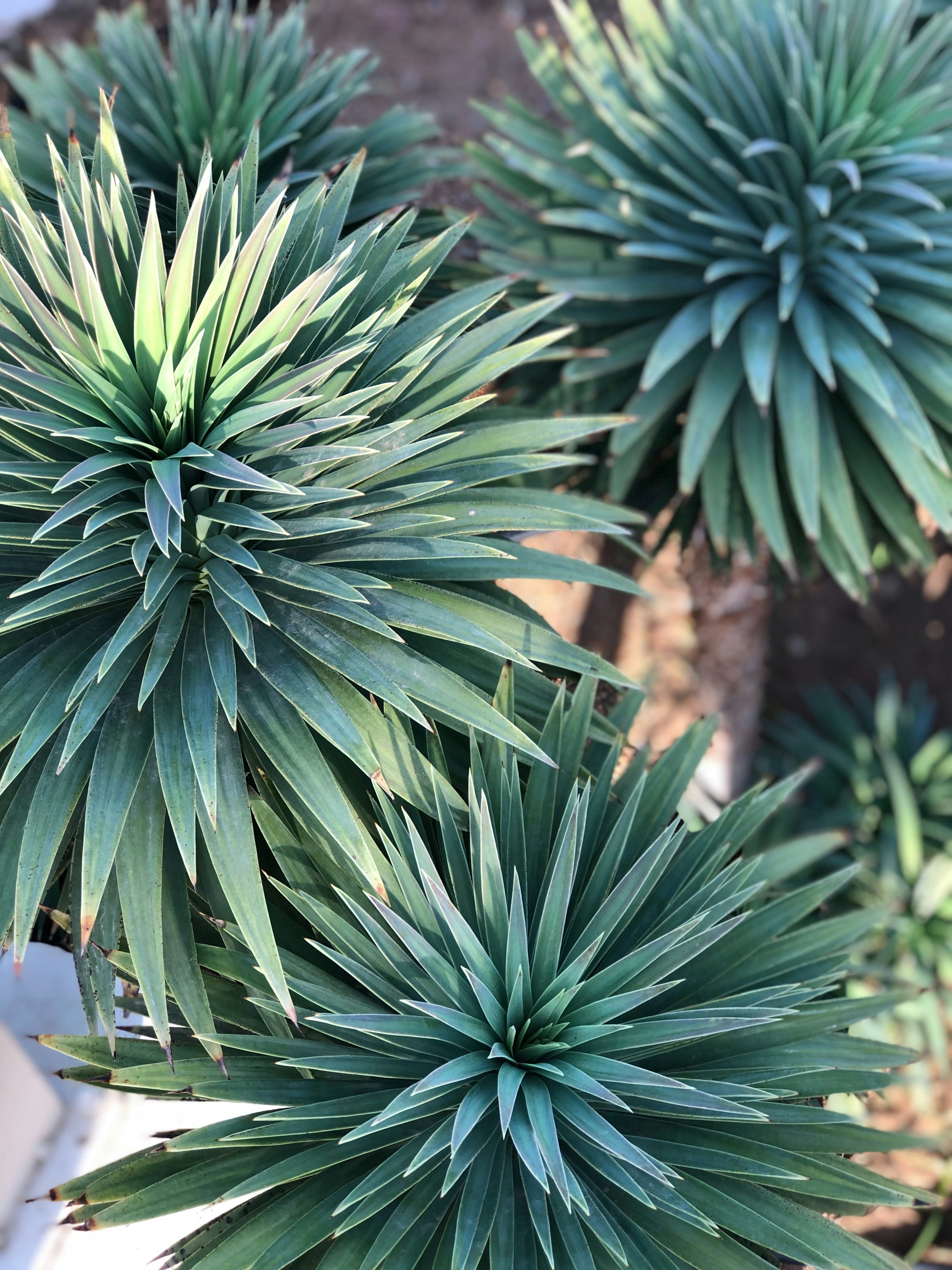 Spiraling Tufts of Blue-Green Agave Echo the Sunlit Garden