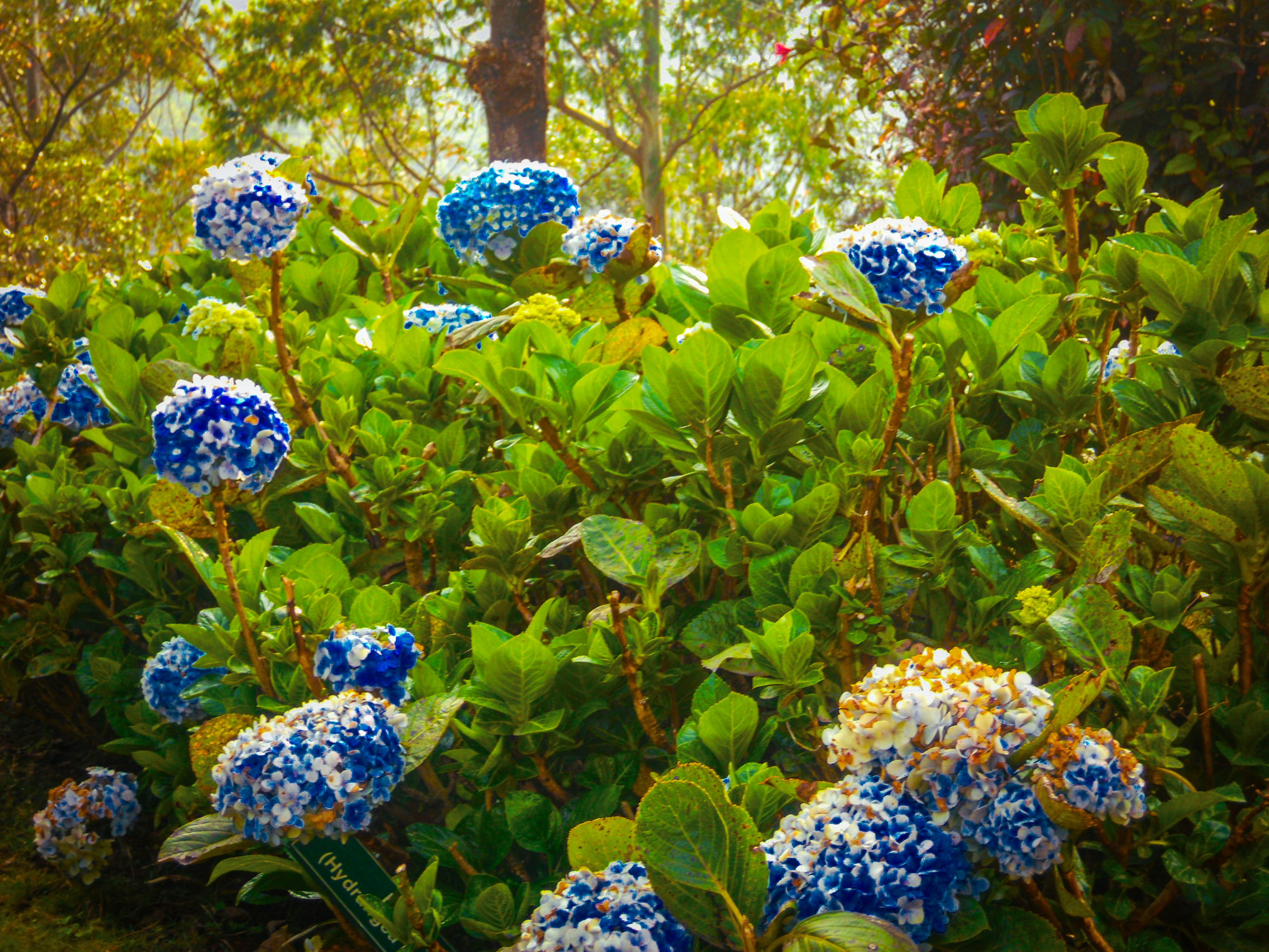 Blue and white hydrangea clusters glow among lush green leaves in a sunlit garden.