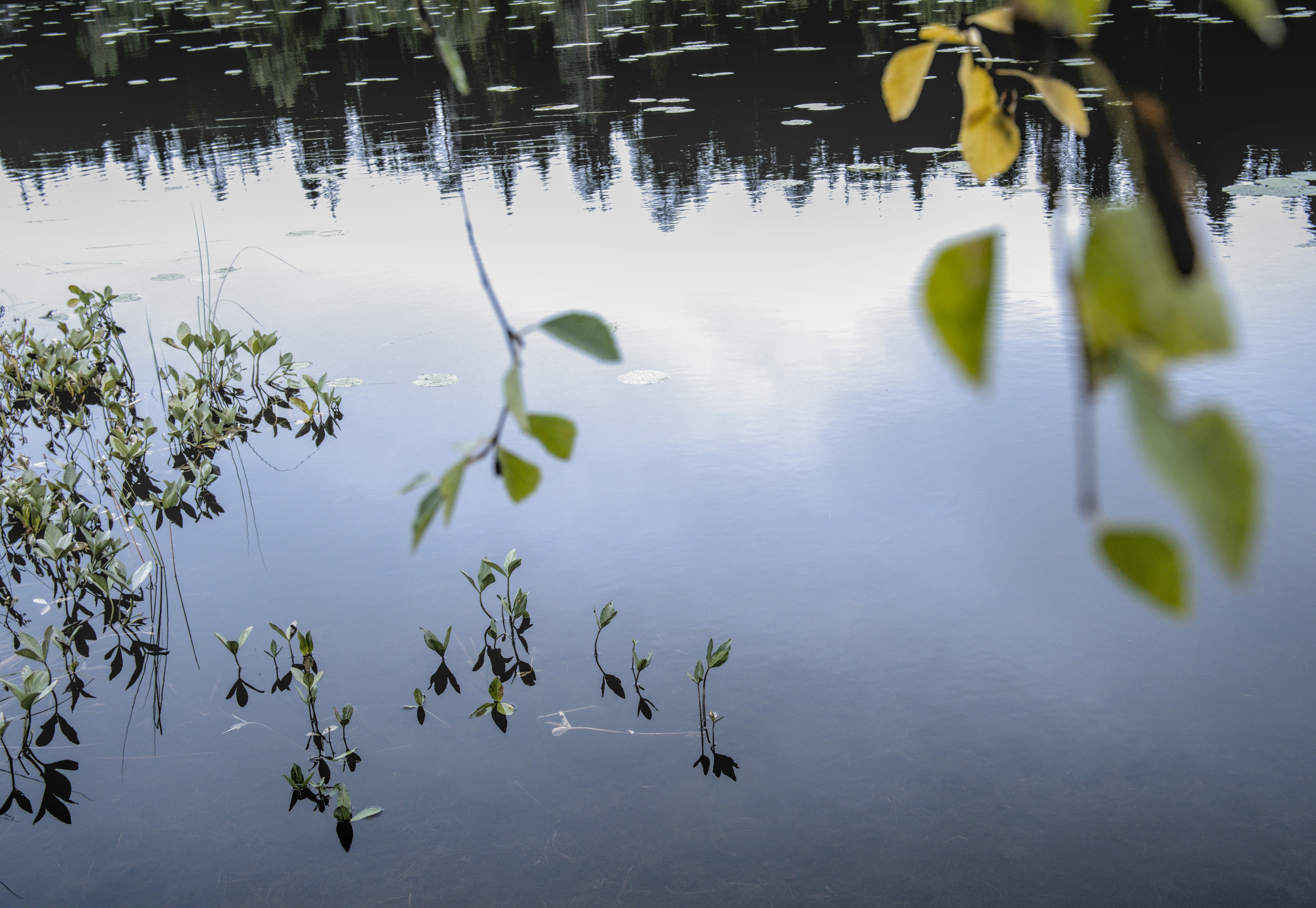 Green leaves and aquatic plants reflected in the calm water of a serene lake.