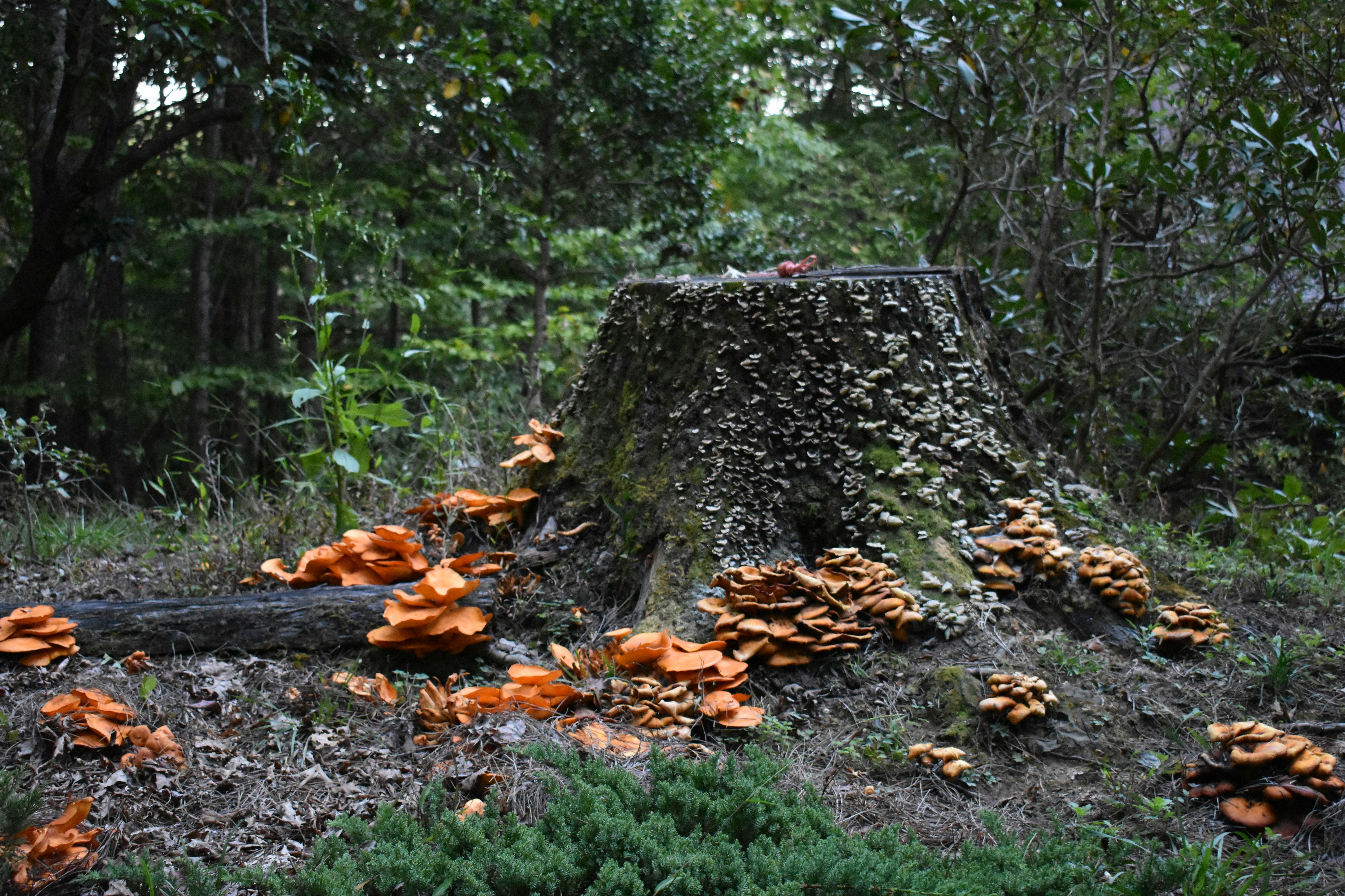 Orange Bracket Fungi Cluster Embracing a Weathered Forest Stump