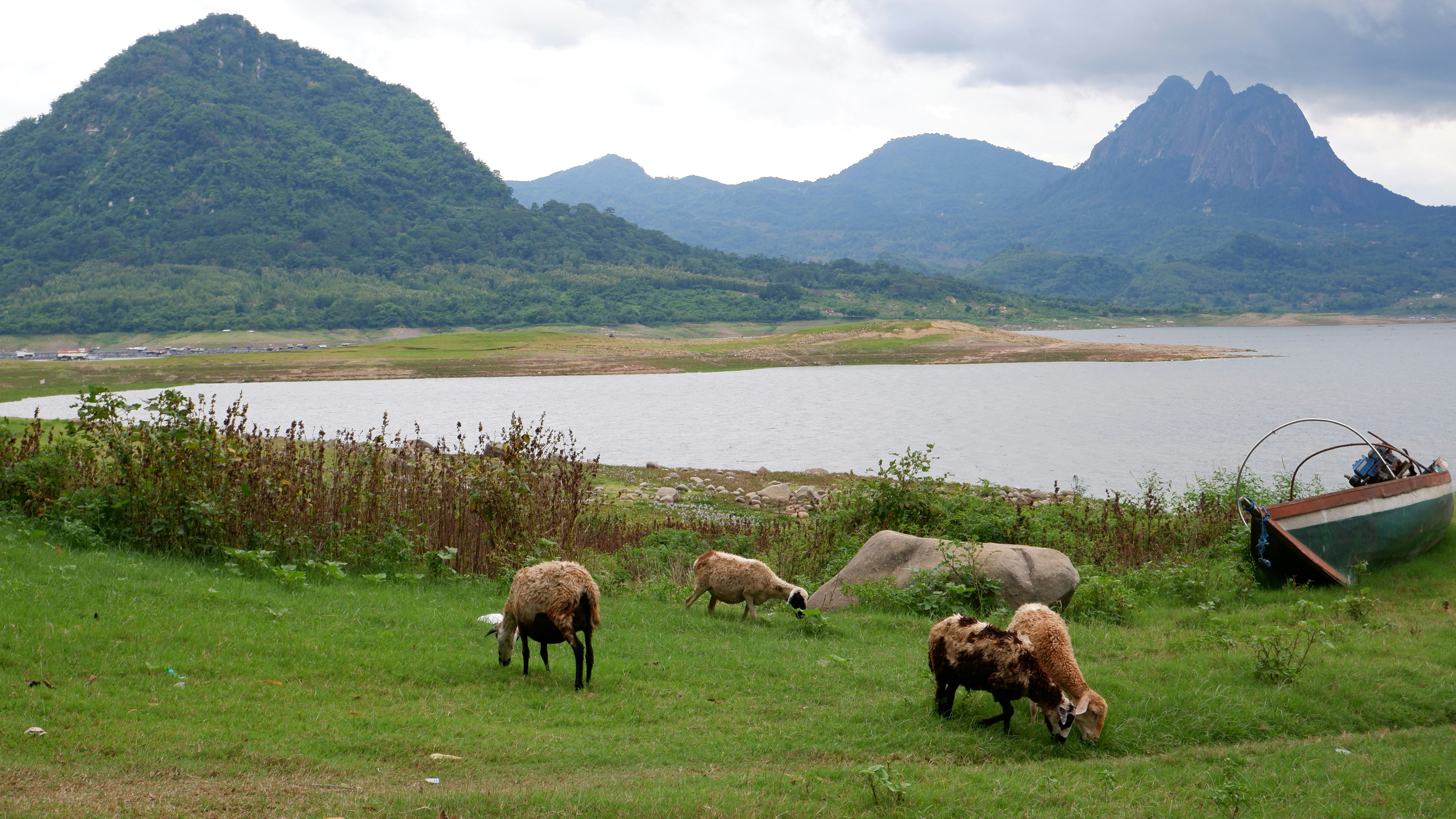 Meadow Chorus by the Lake: Sheep Beneath Layered Peaks
