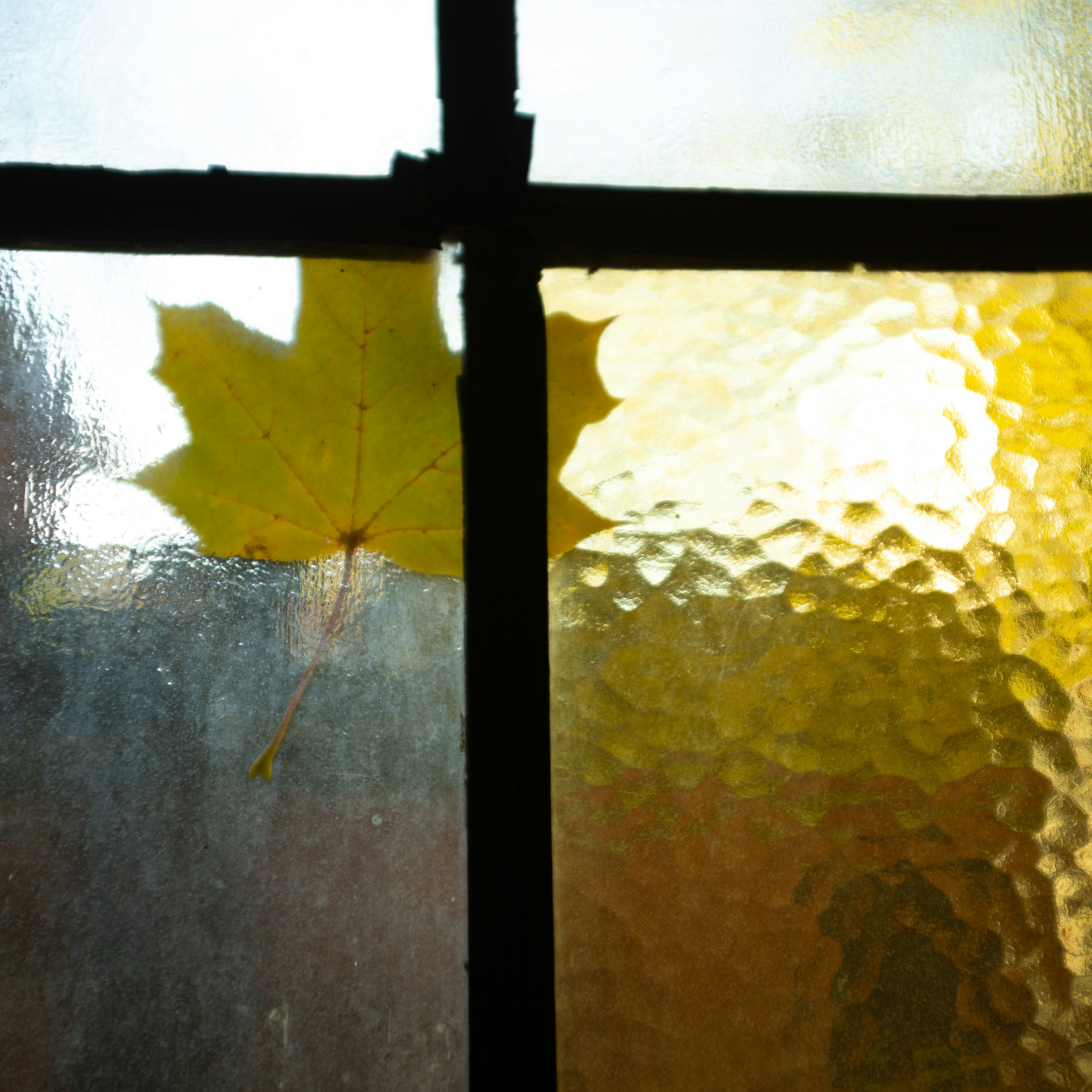 Leaf on a Textured Glass Grid: Autumn Light Through Frosted Dividers