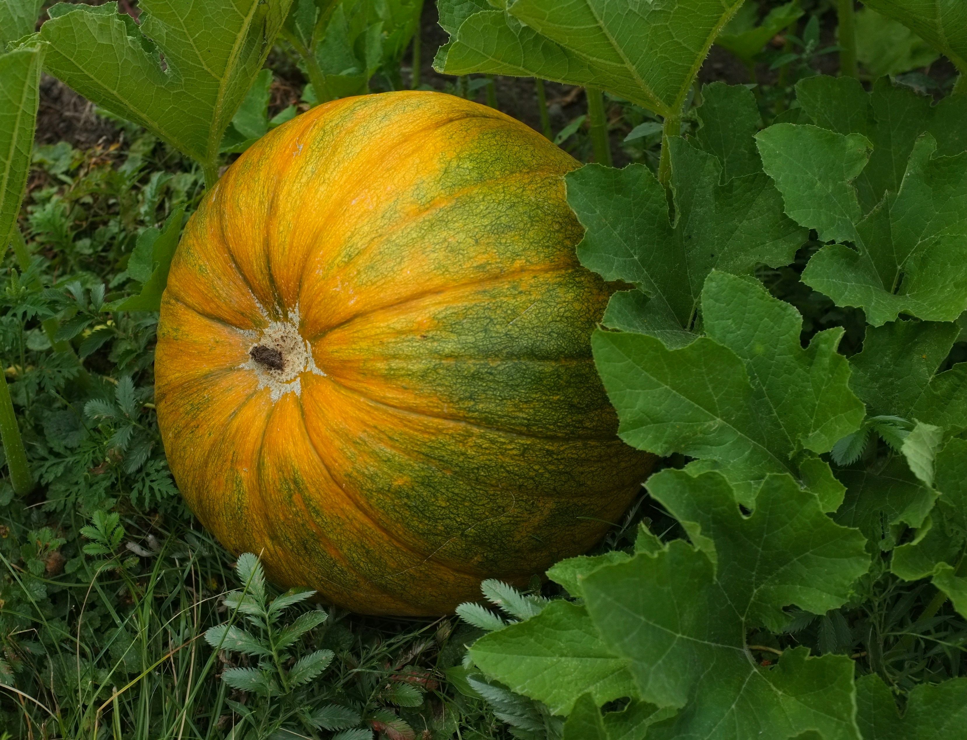 Photo by Jonathan Lim with Fujifilm X100