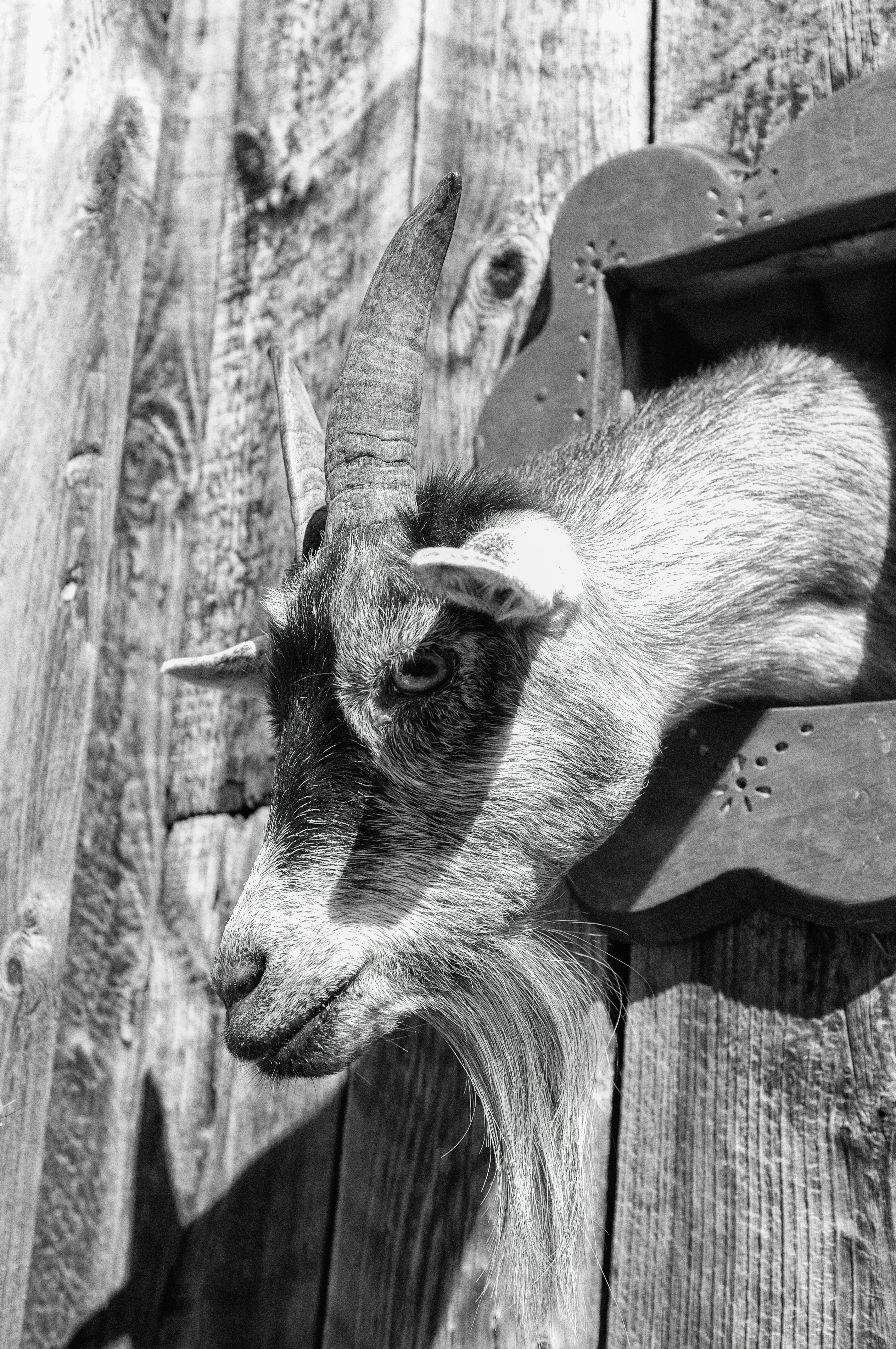 Gaze Through Weathered Wood: A Goat Emerges from the Wooden Nook