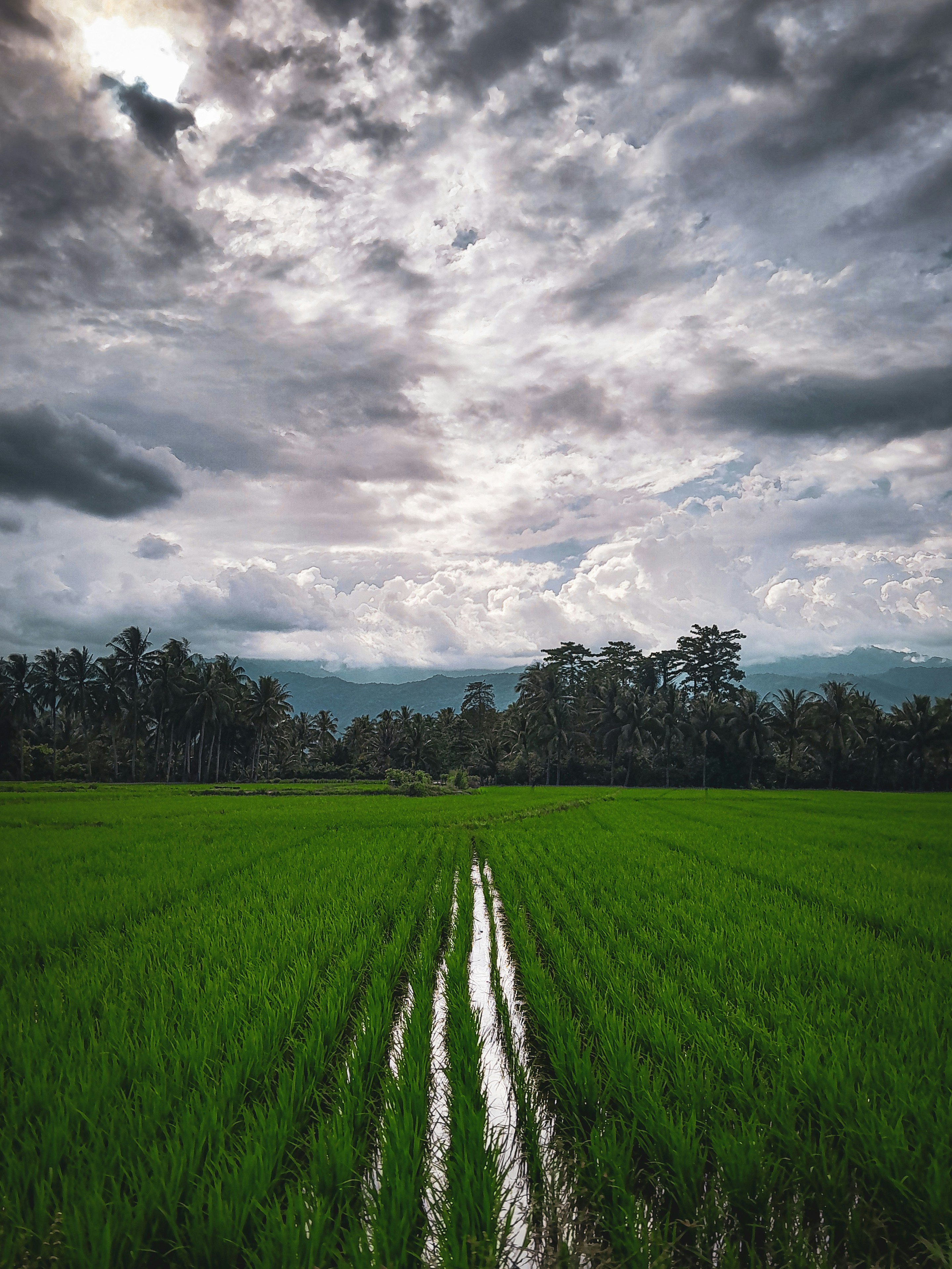 Vibrant green rice fields stretch towards a moody sky filled with dramatic clouds, framed by a backdrop of lush palm trees.