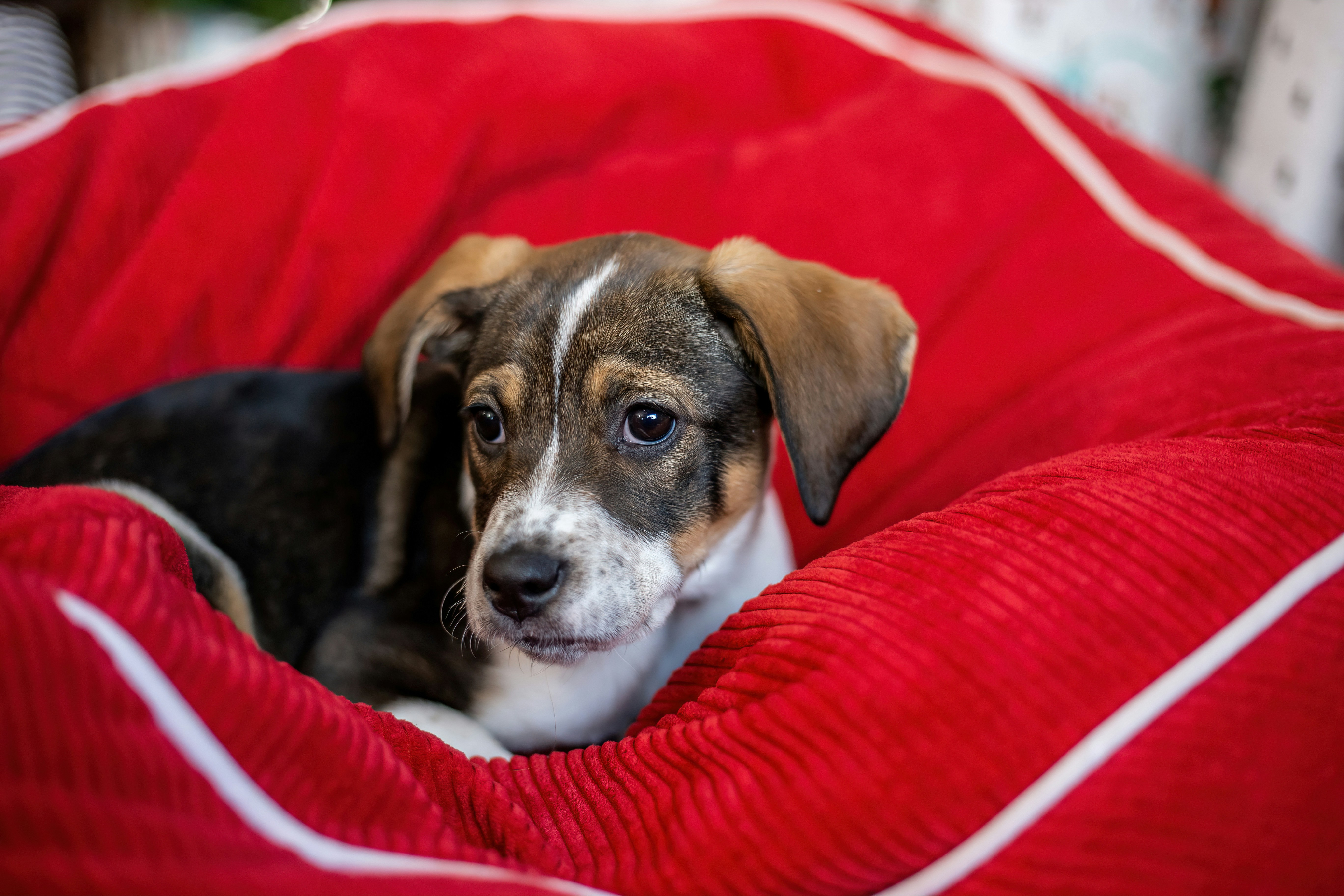 Puppy in Plush Comfort