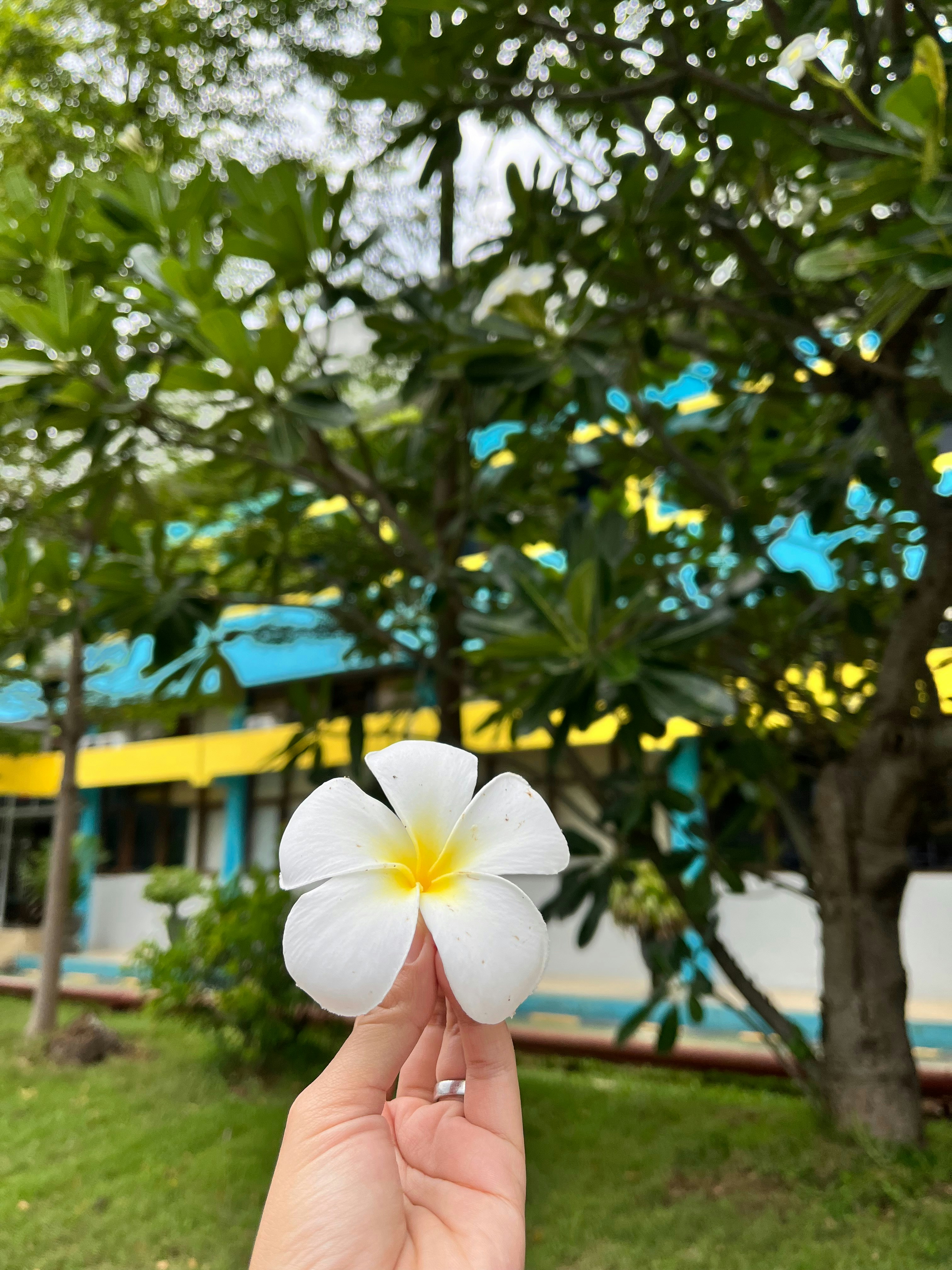 Plumeria in Hand: Crisp Flower Against a Lively Tropical Backdrop