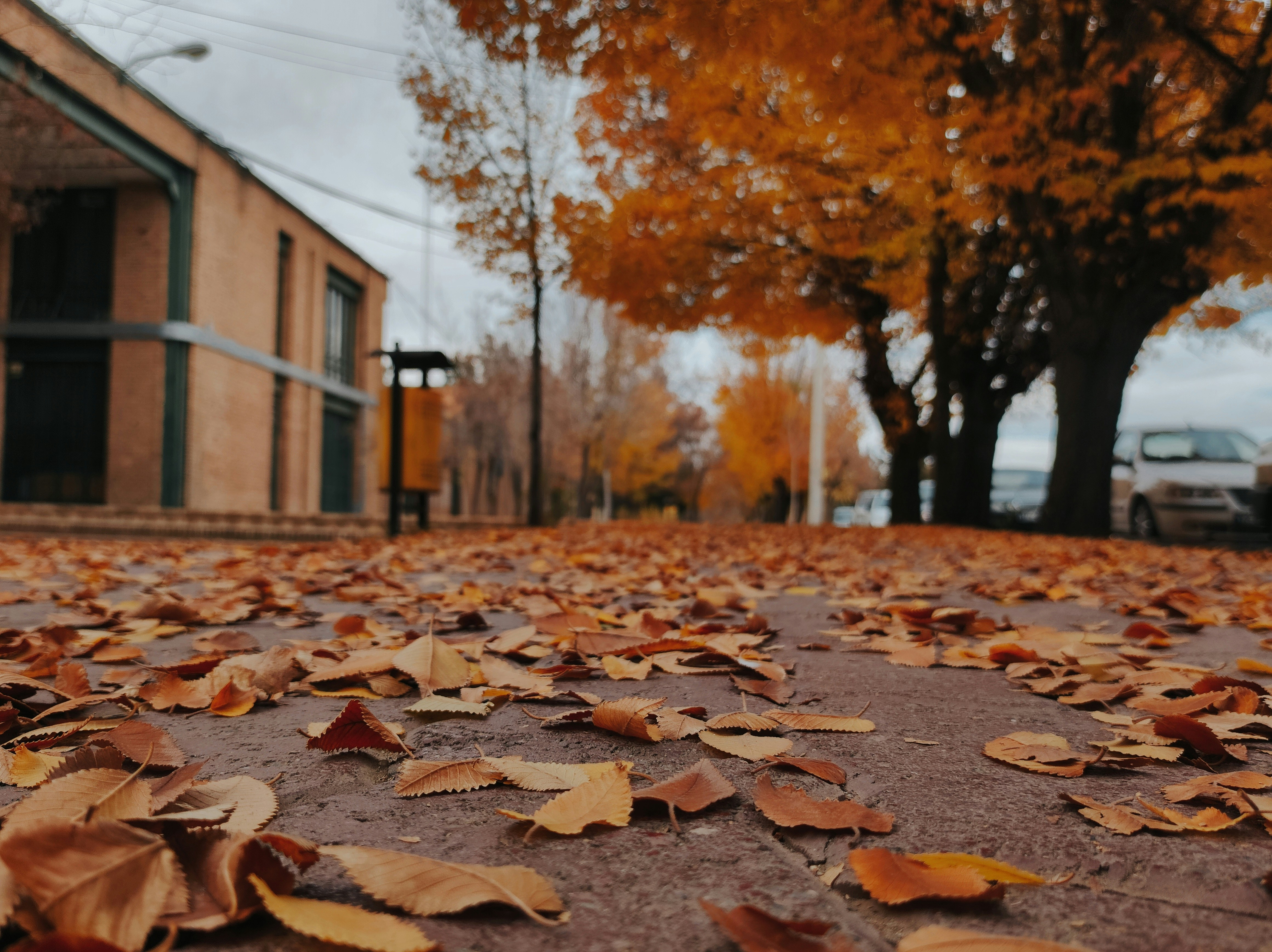Autumn Lane: Fallen Leaves Path Under Orange Canopy