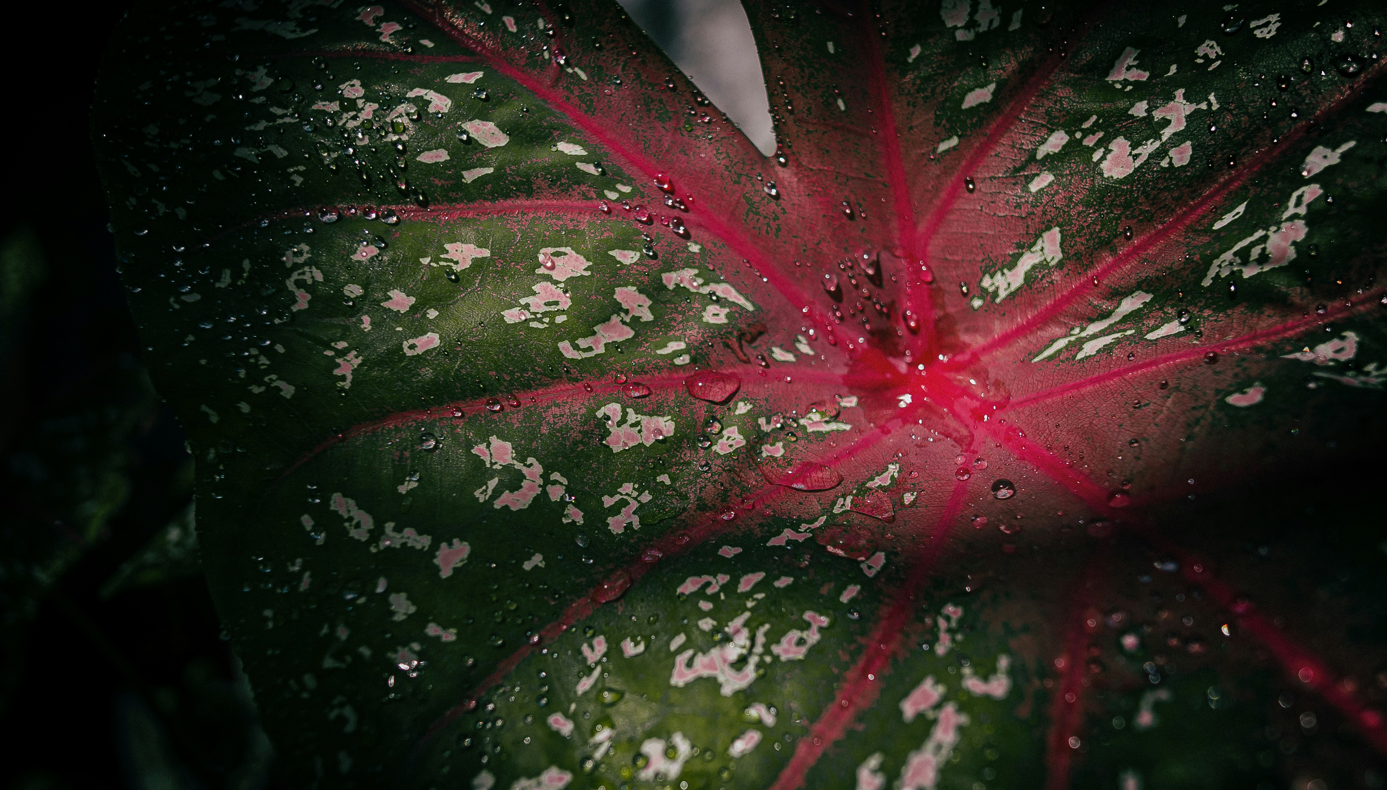 Crimson Vein Atlas: A Close-Up Study of a Speckled Leaf