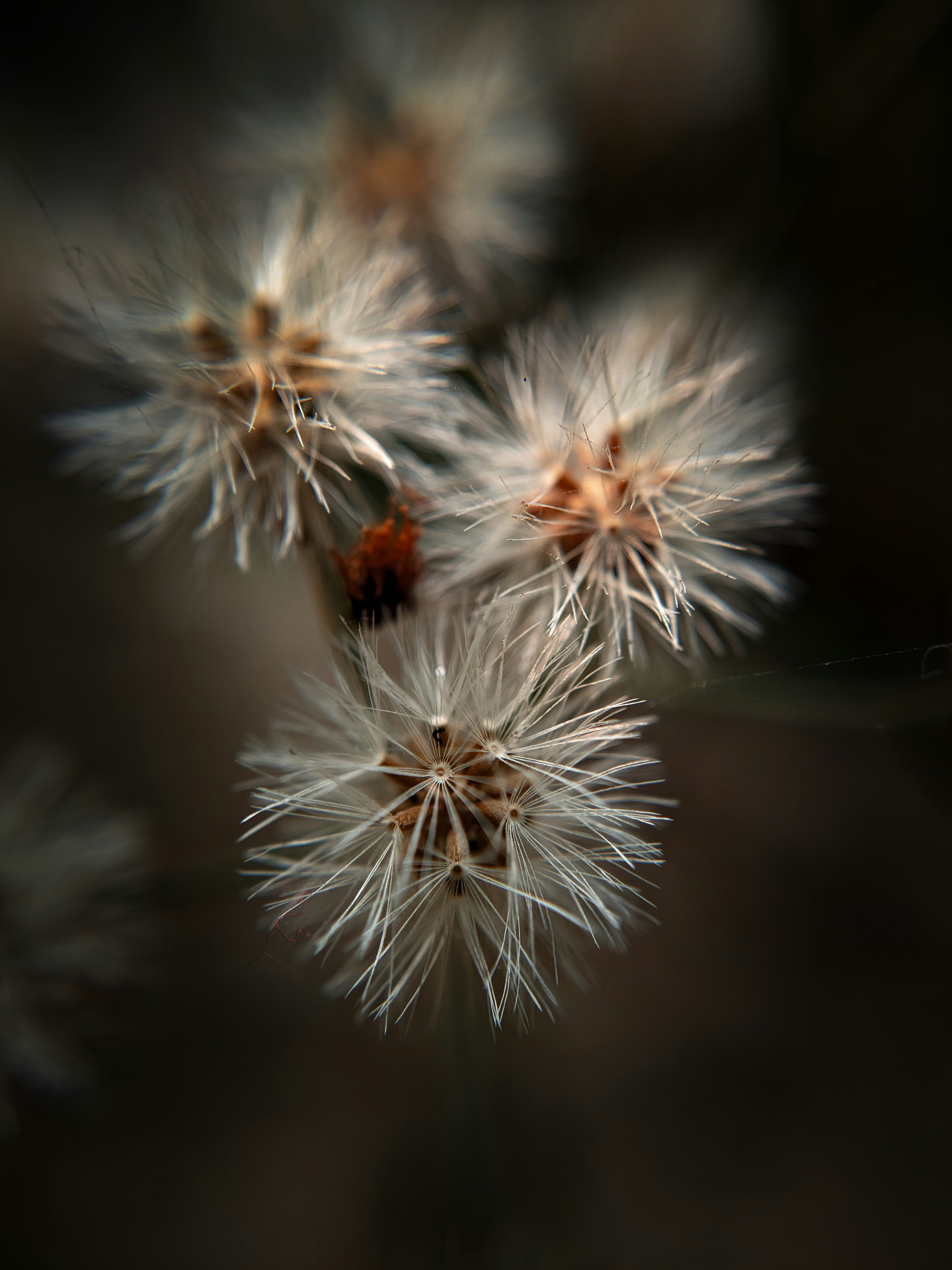 a close up of a bunch of dandelions
