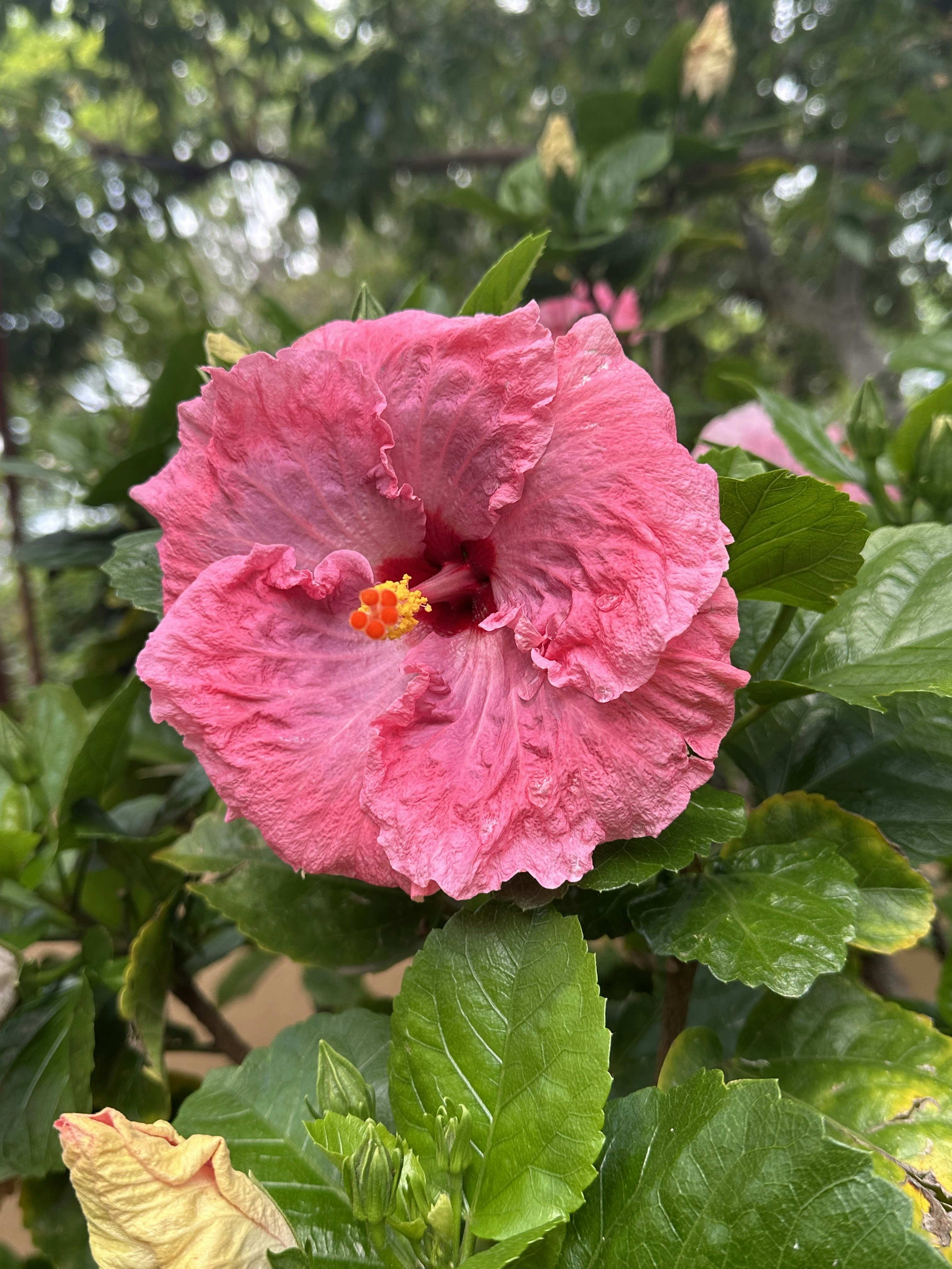 Velvet Pink Hibiscus Amid a Green Garden Mosaic