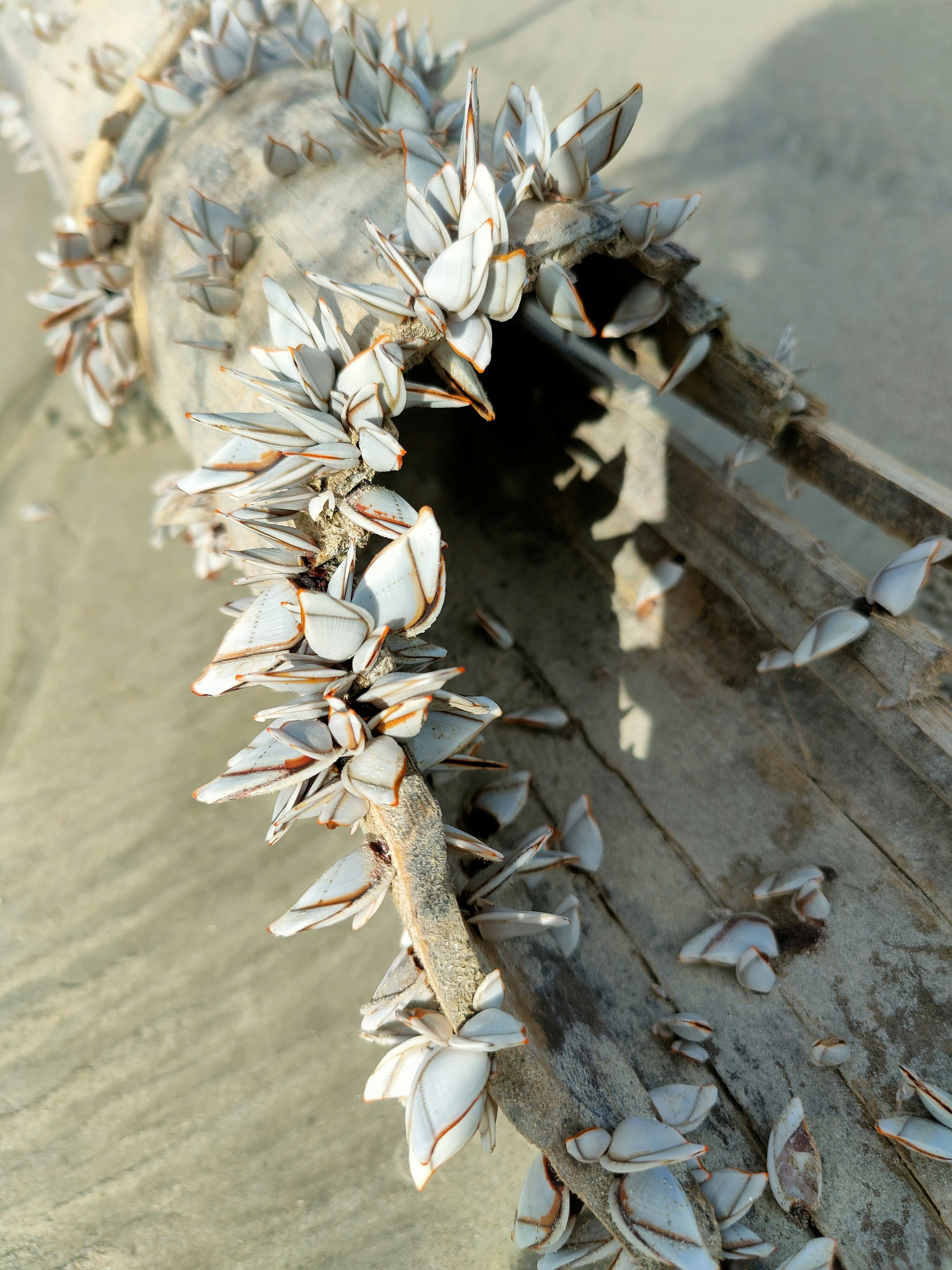 Close-up photograph of a weathered branch densely encrusted with frost-white succulent leaves against a sandy background. The image emphasizes texture, sculptural form, and pale color contrasts.