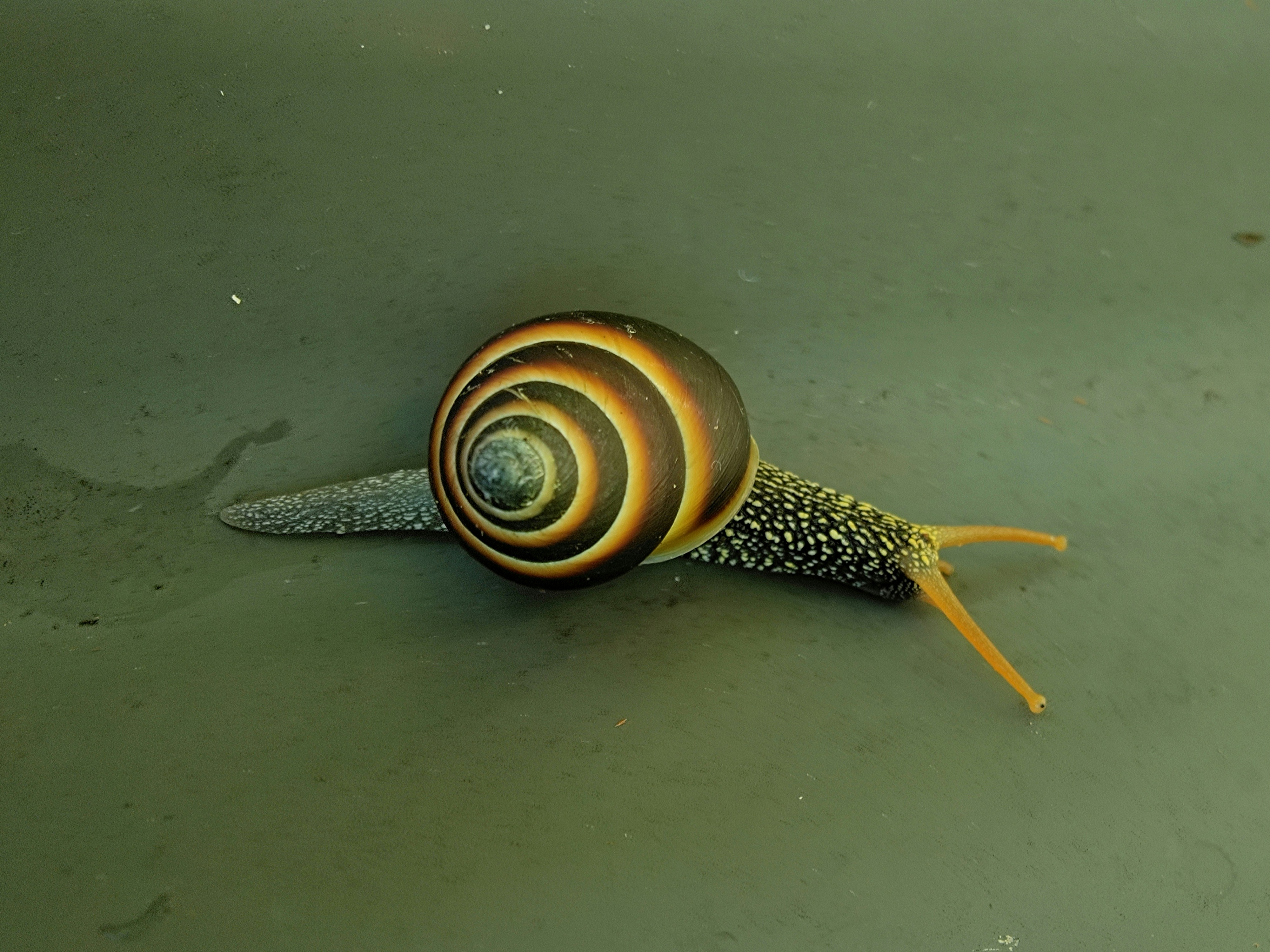 A snail that is laying down on the ground photo – Free Cape tribulation ...