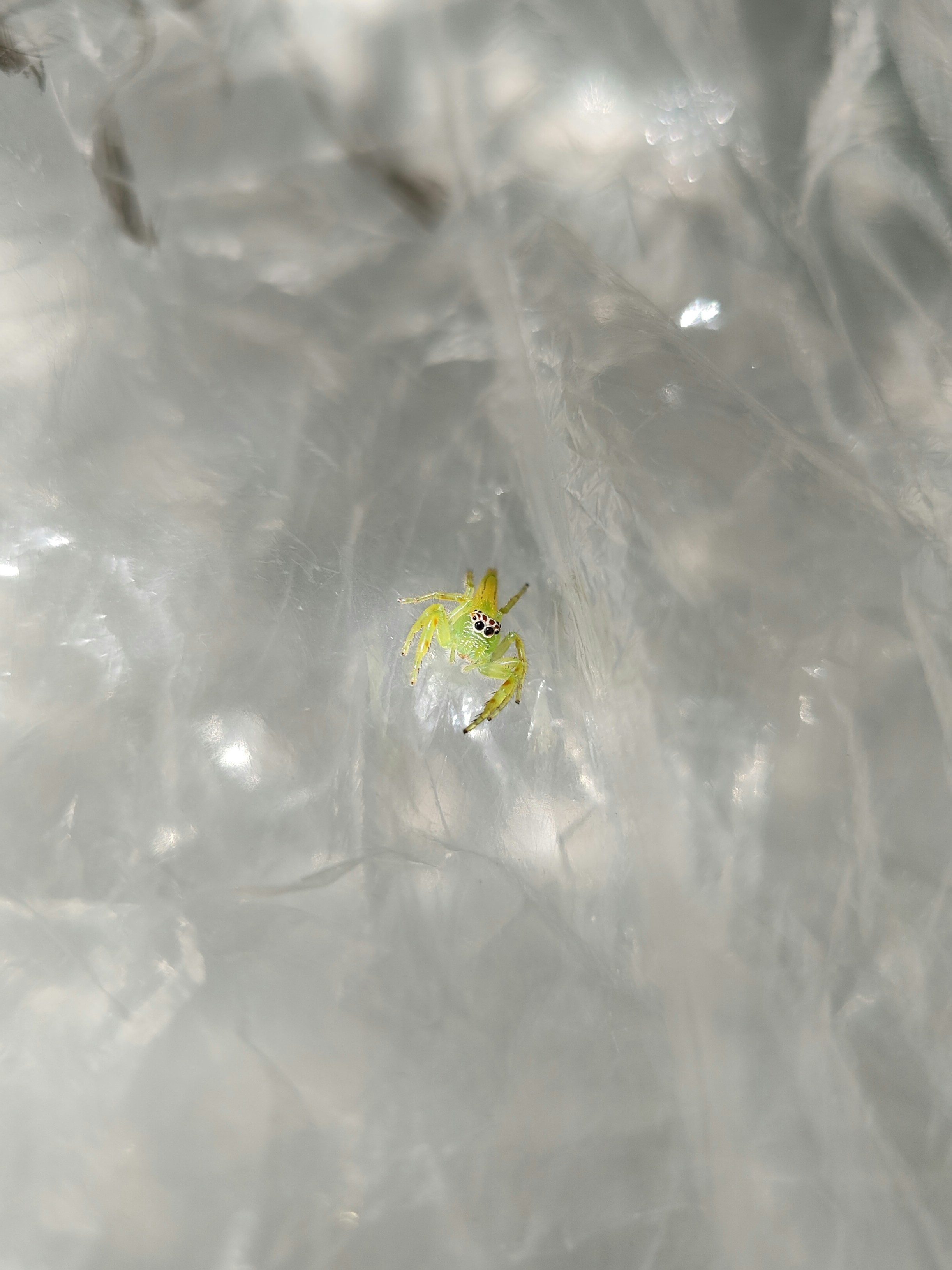 Close-up photograph of a neon-green jumping spider on a translucent, glassy surface, with the arachnid as the focal point. The vivid color contrasts with the soft, blurred background.