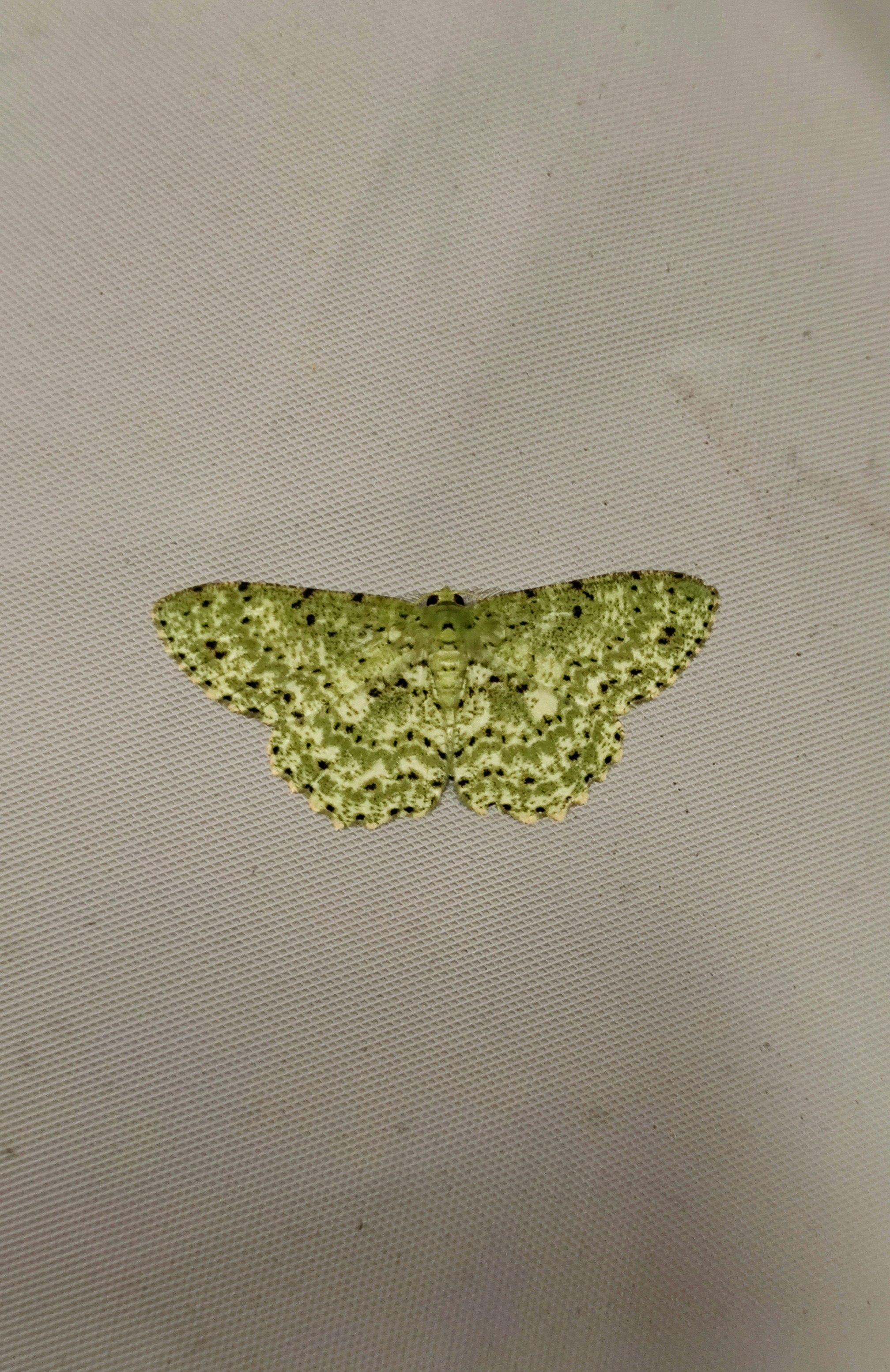 Small green moth with speckled wings rests on pale fabric, showcasing intricate wing patterns and the textile texture.