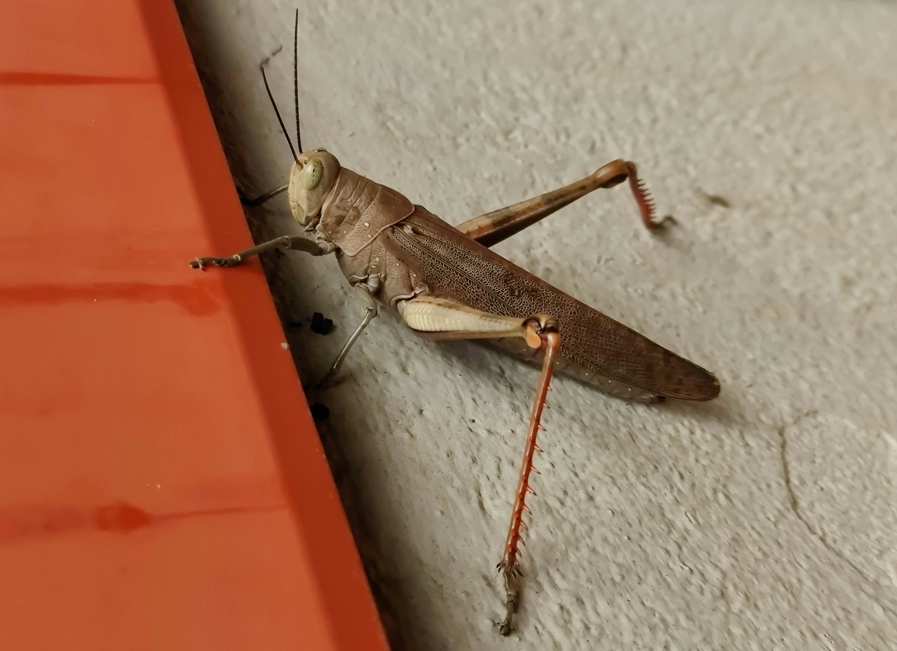 A close up of a grasshopper on a wall photo – Free Bugs Image on Unsplash