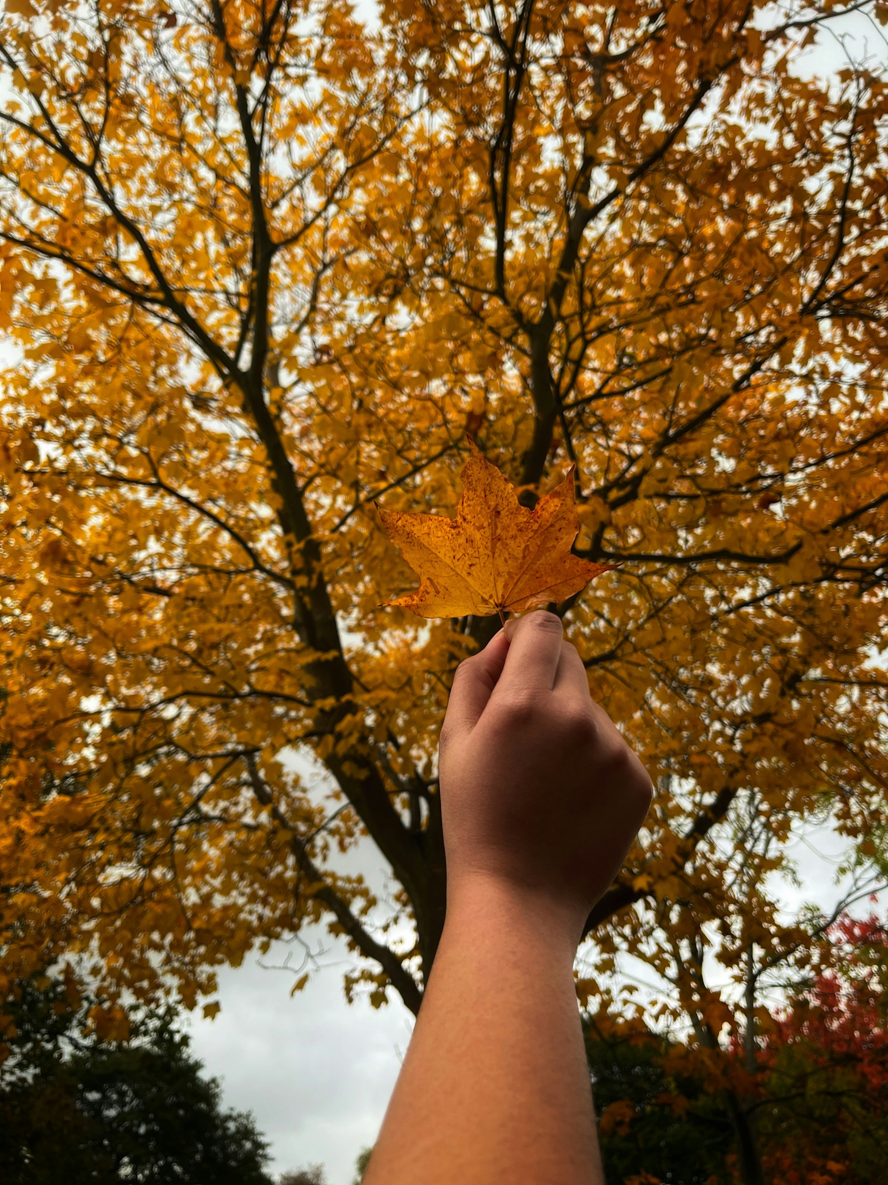 Golden Leaf Reverie