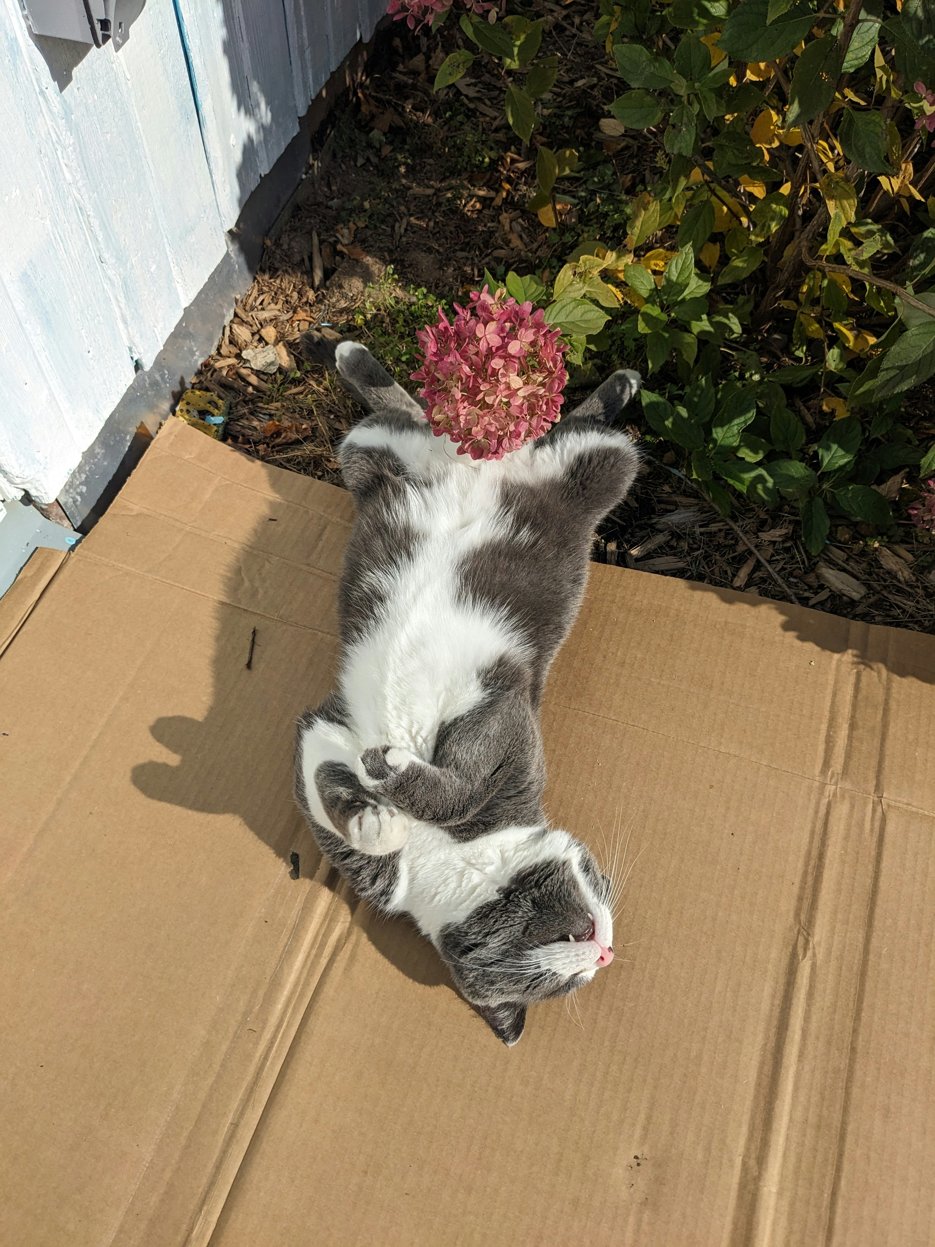 Sunlit Cat Reposes on Cardboard Beneath a Pink Hydrangea