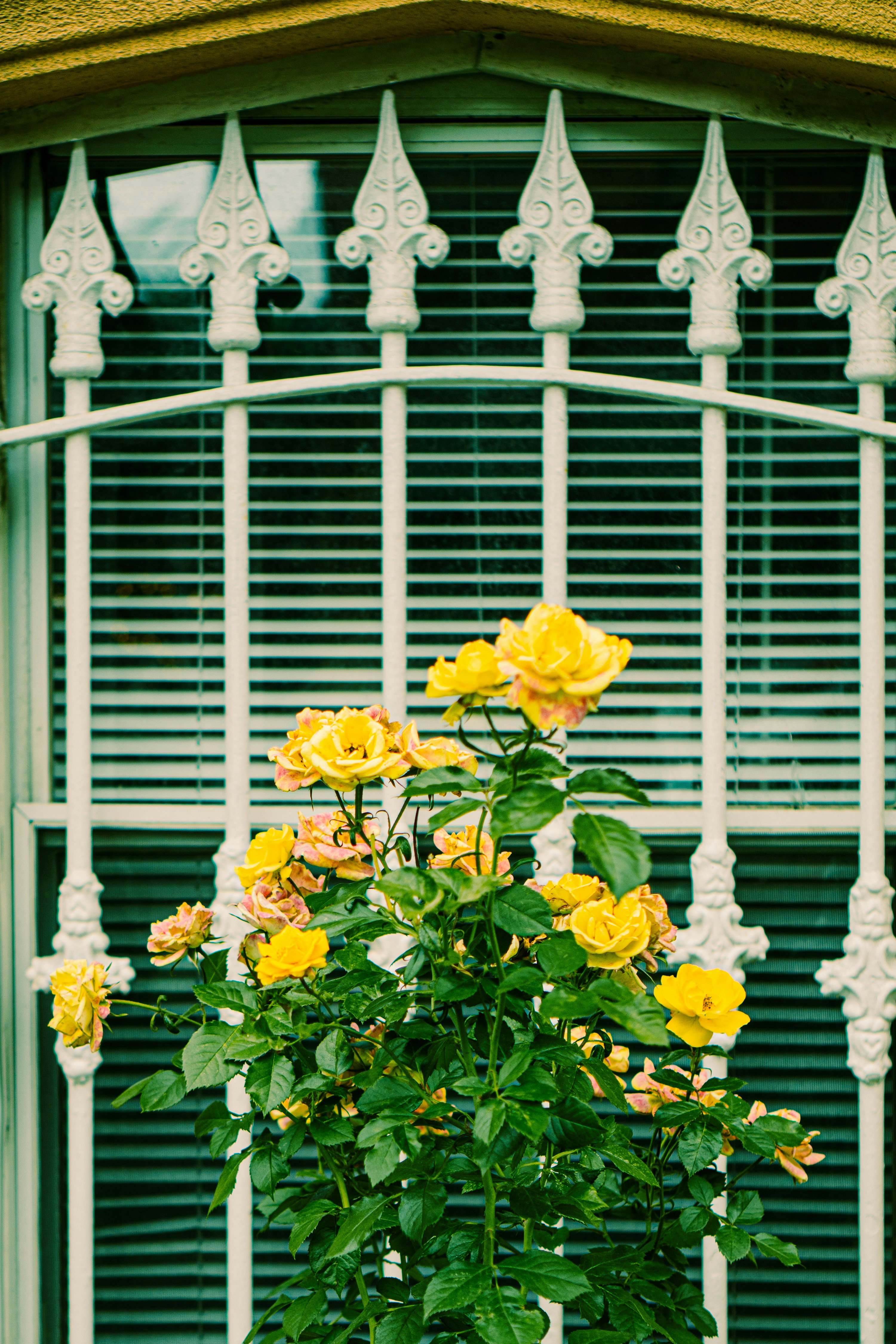 Sunlit Yellow Roses Framed by Ornate White Ironwork