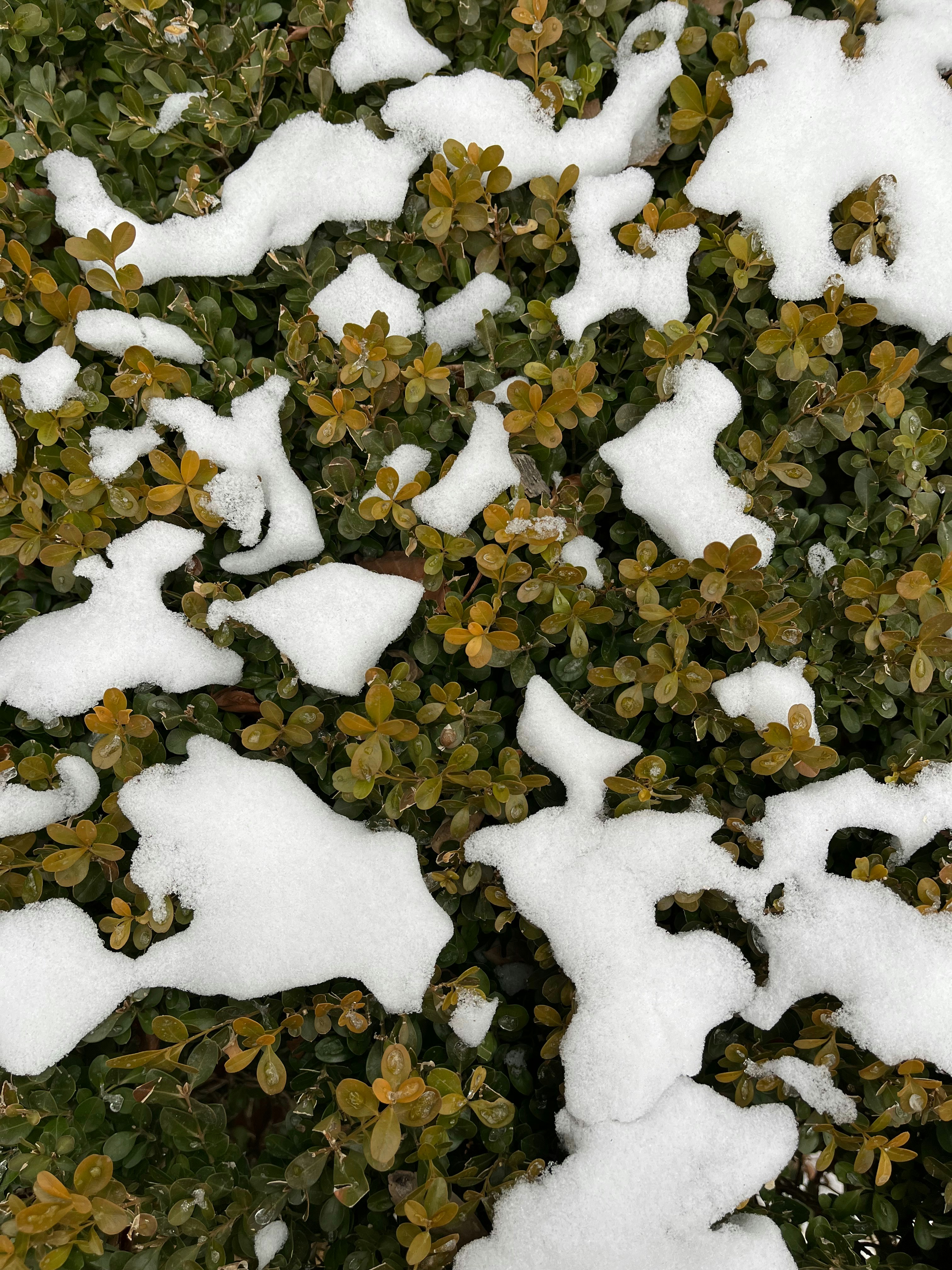 Snow-kissed evergreen hush over a cluttered hedge