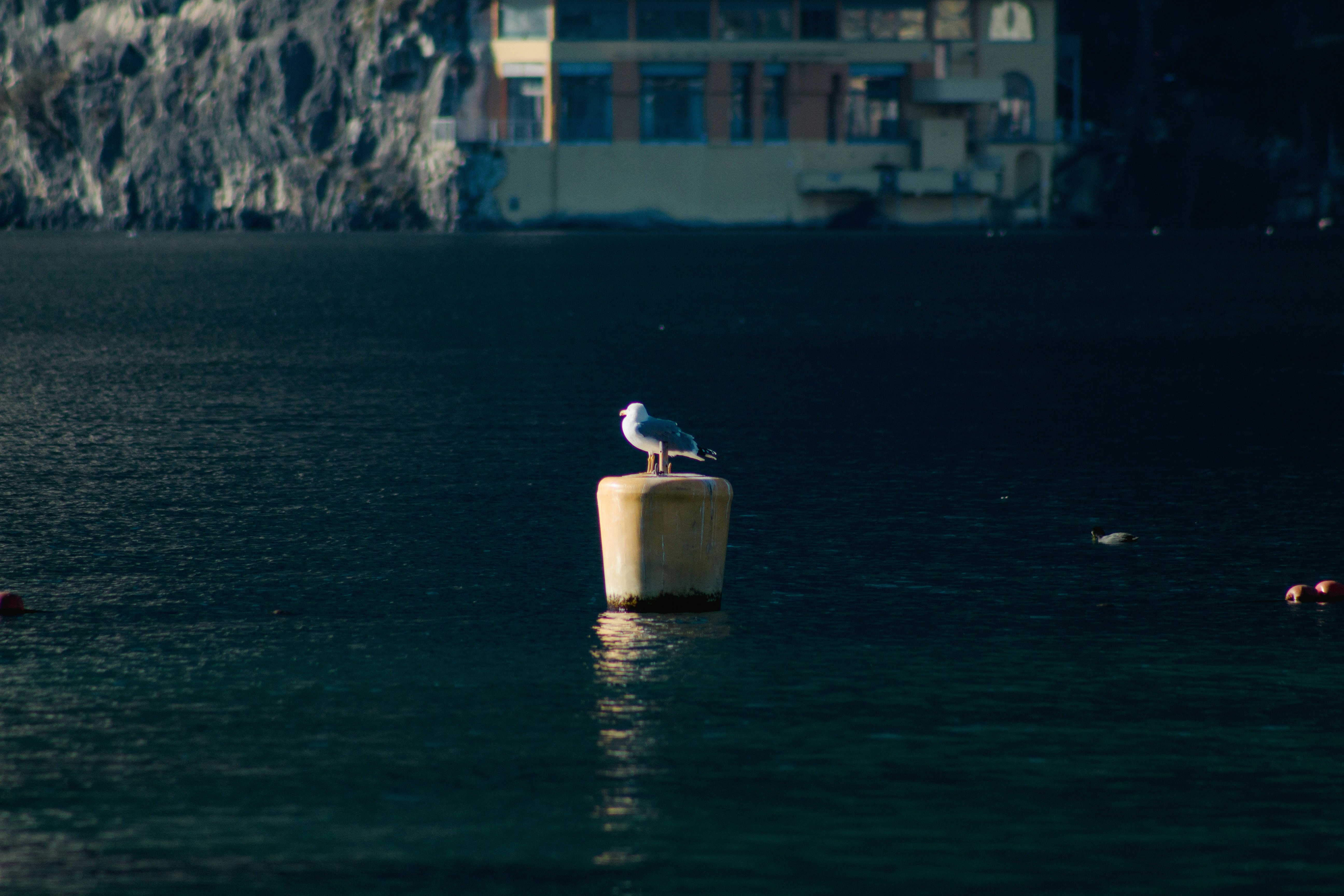 Harbor Sentinel on a Quiet Buoy