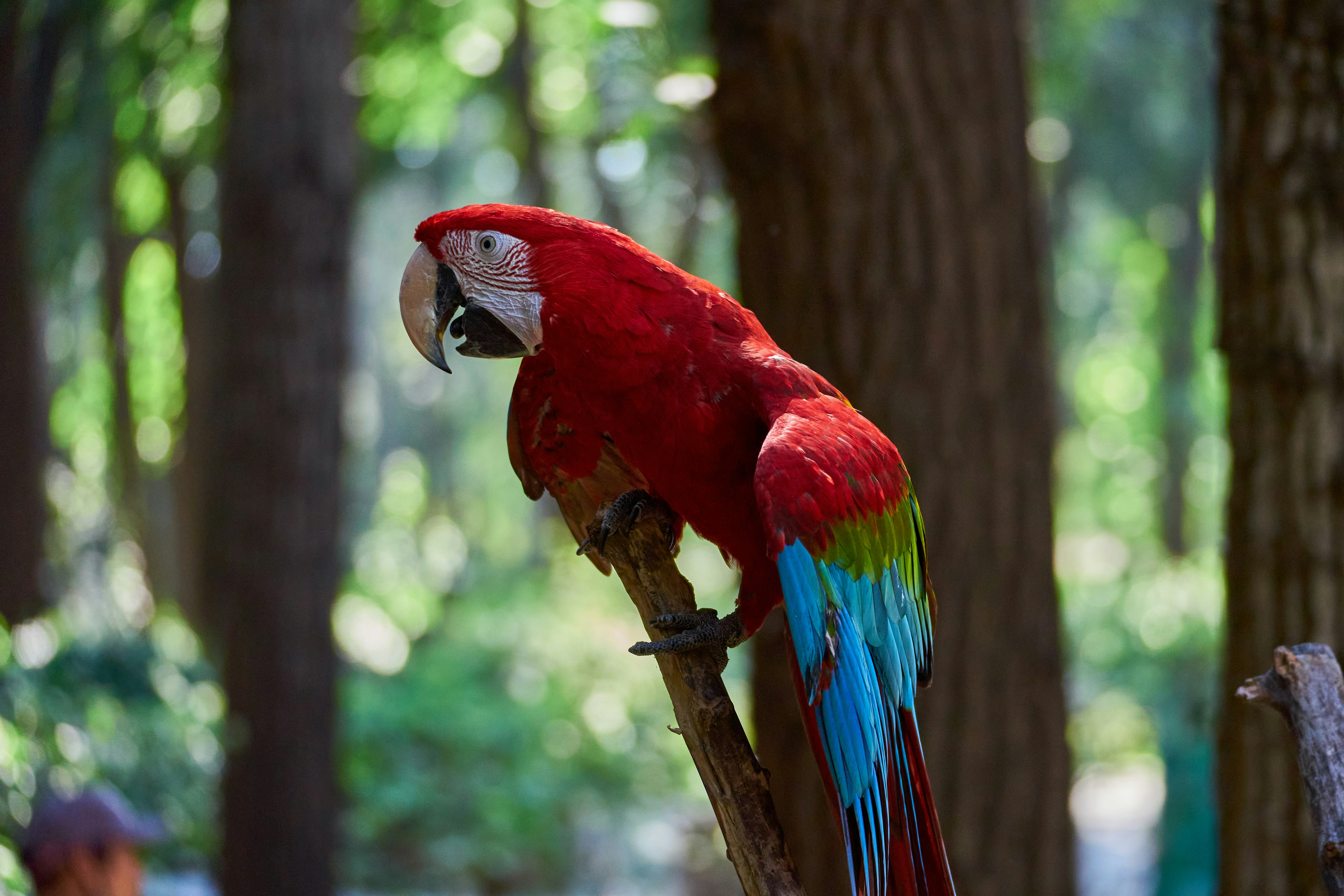 Scarlet Macaw Perched Amid Forest Columns