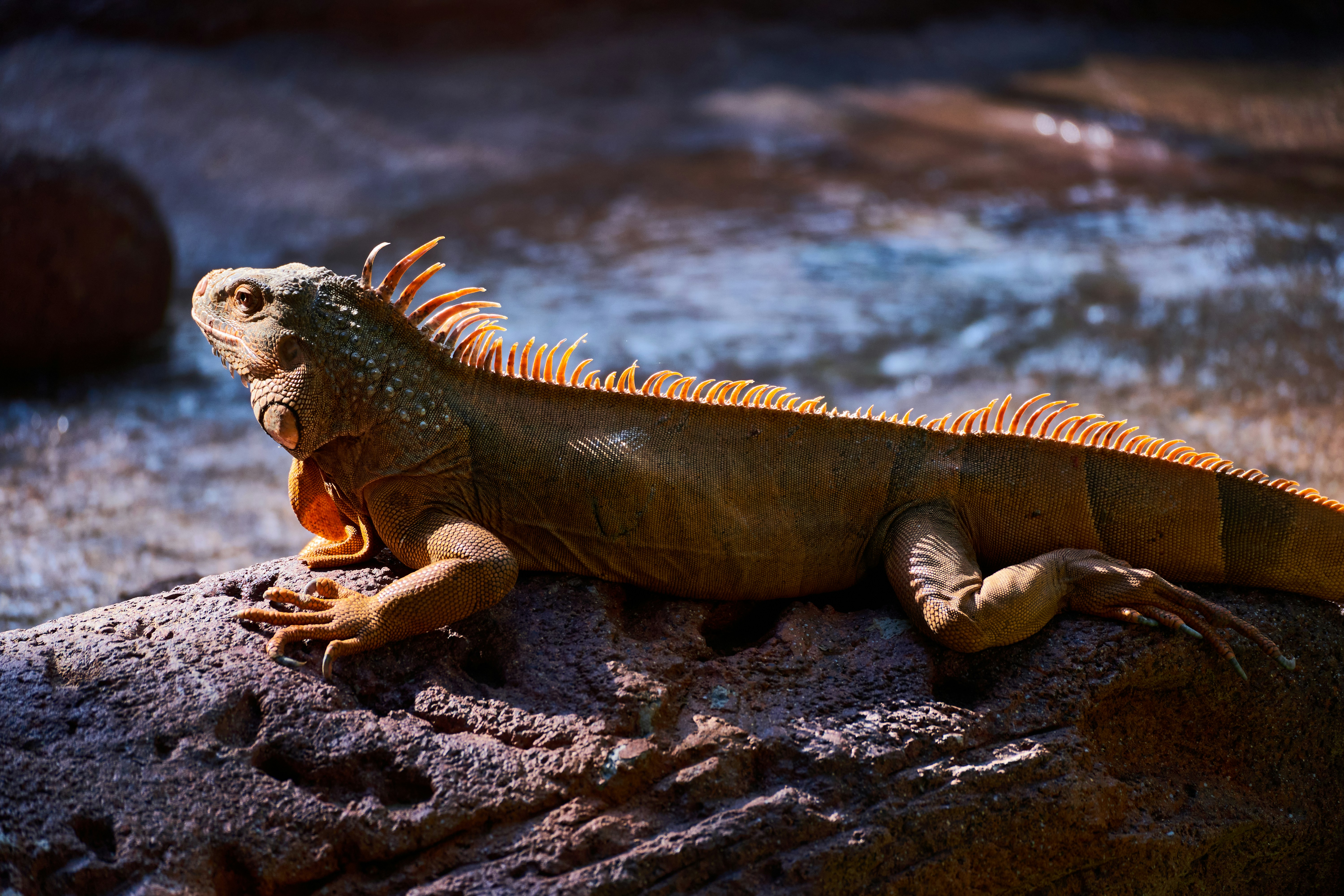 Sunlit Sentinel on Lava Rock: Desert Iguana at Rest