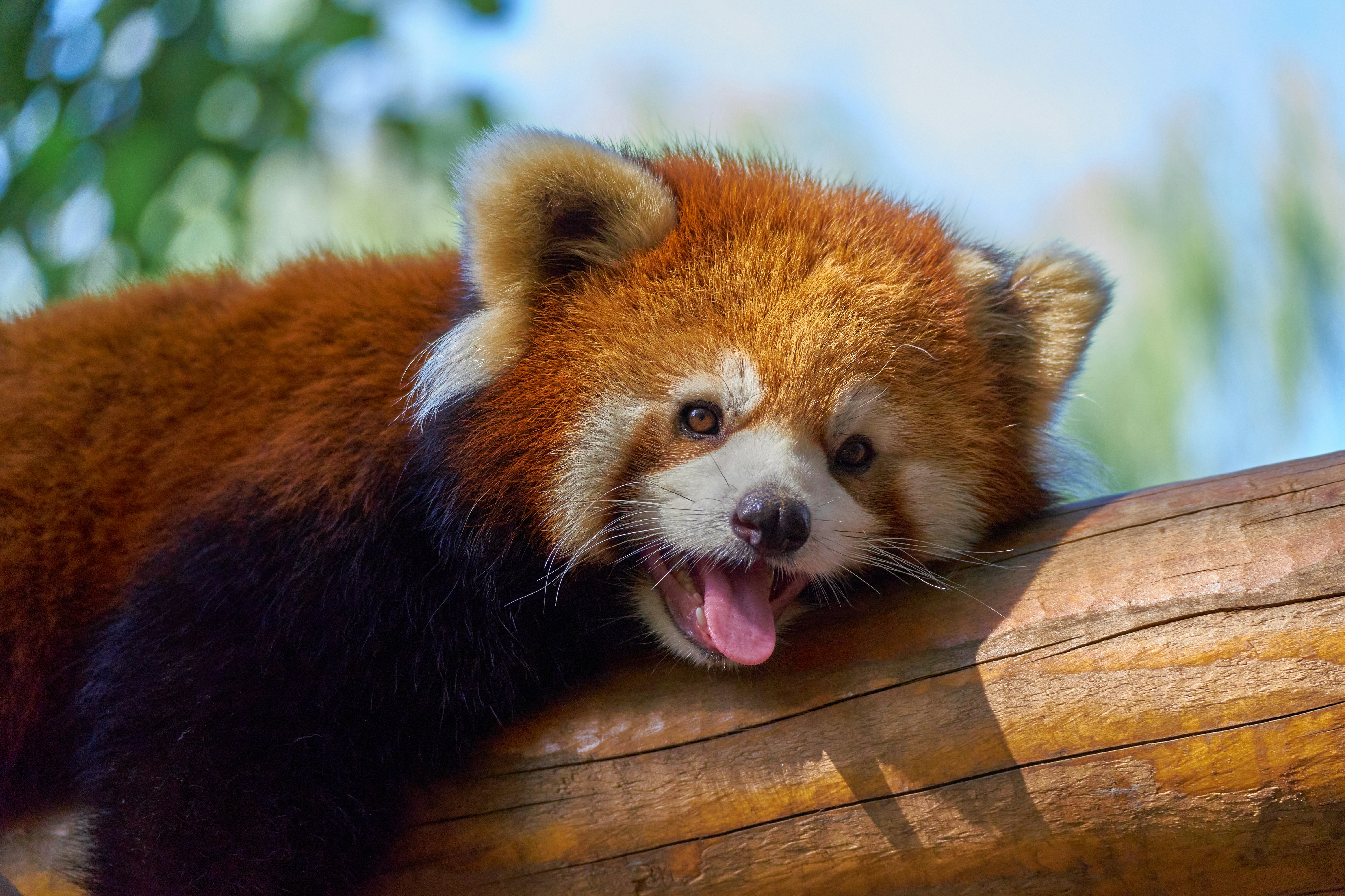 550+ Red Panda Pictures | Download Free Images on Unsplash