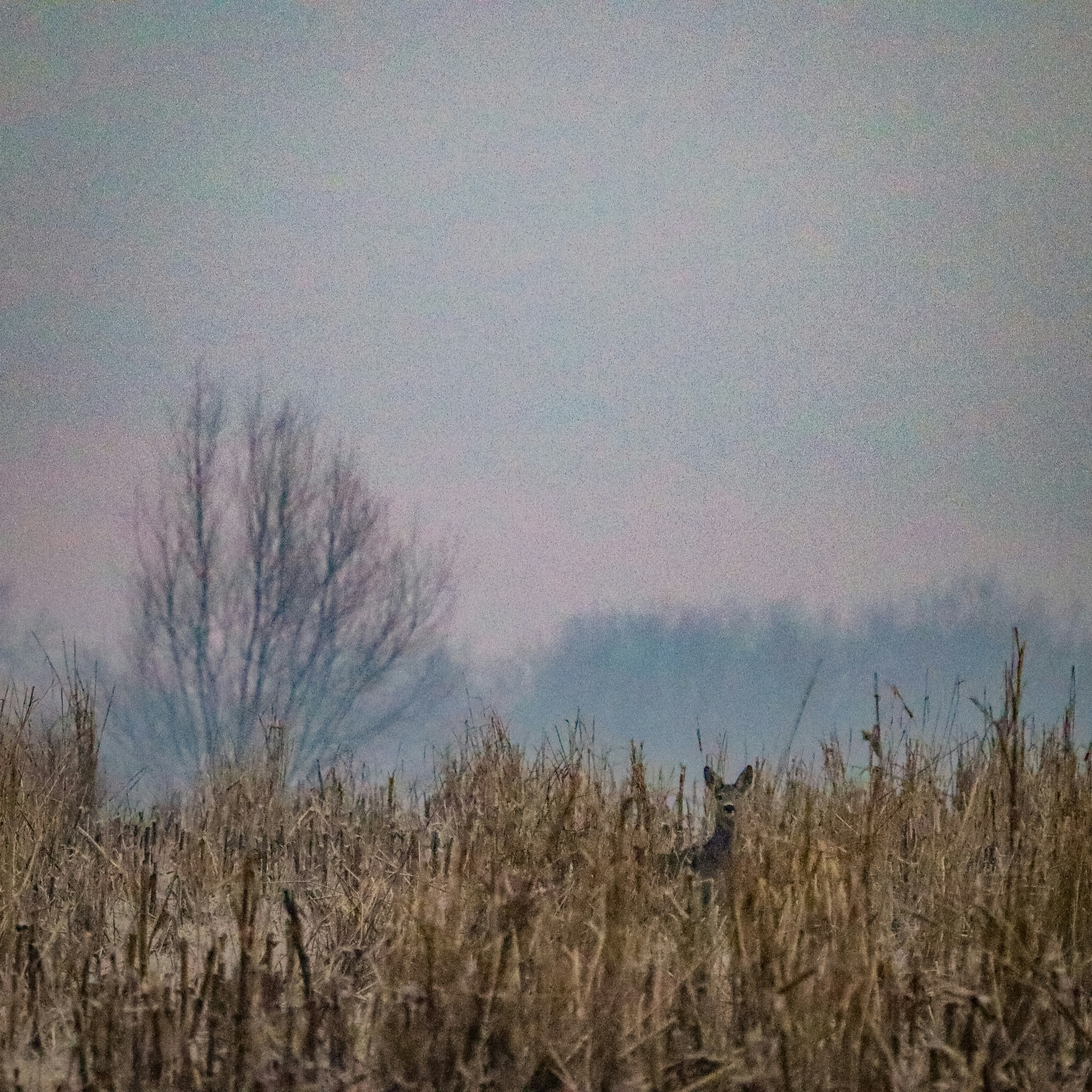 Silent Watcher in Tall Grass