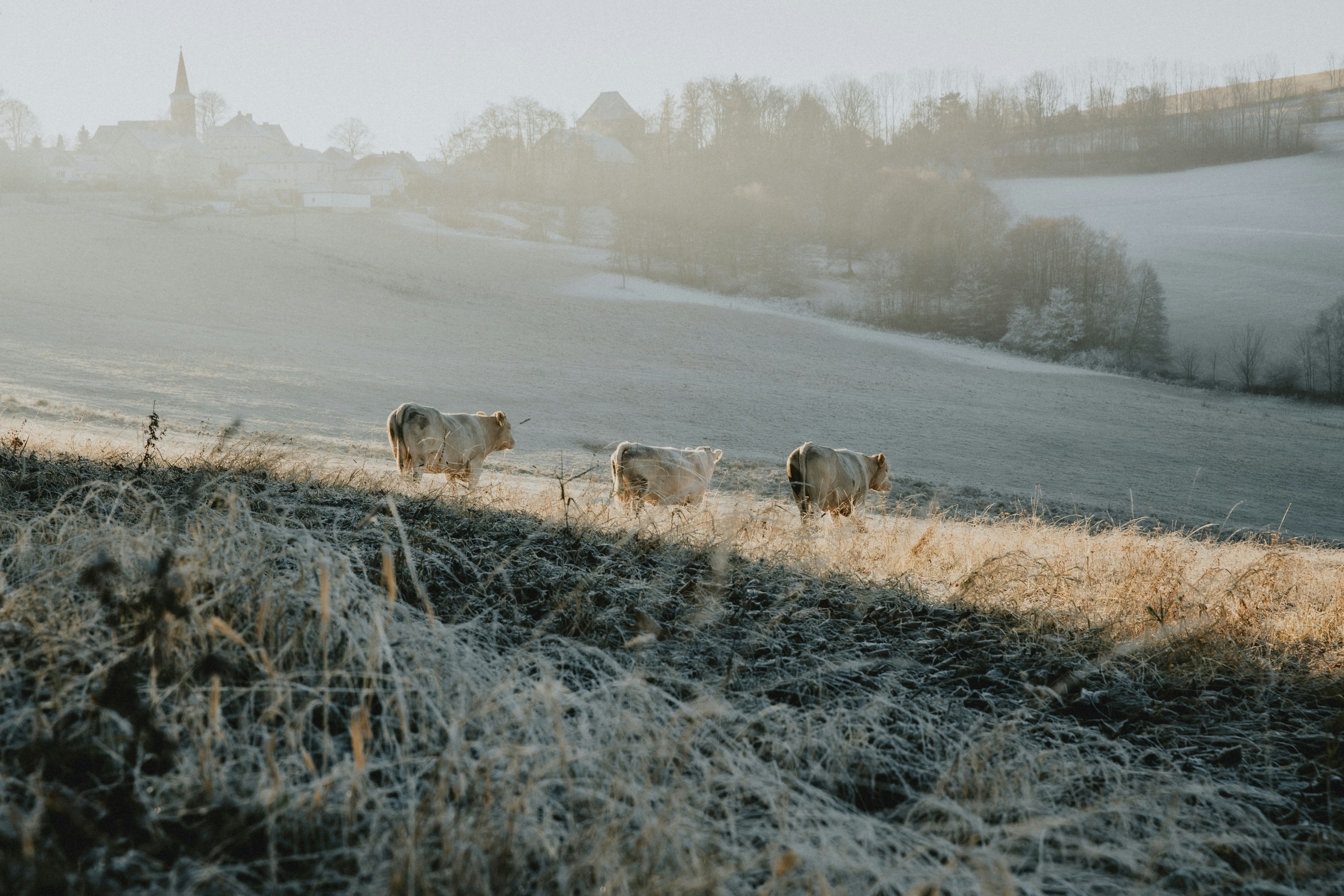 Dawn's Frosted Ridge: Three Cows in Quiet Morning Light