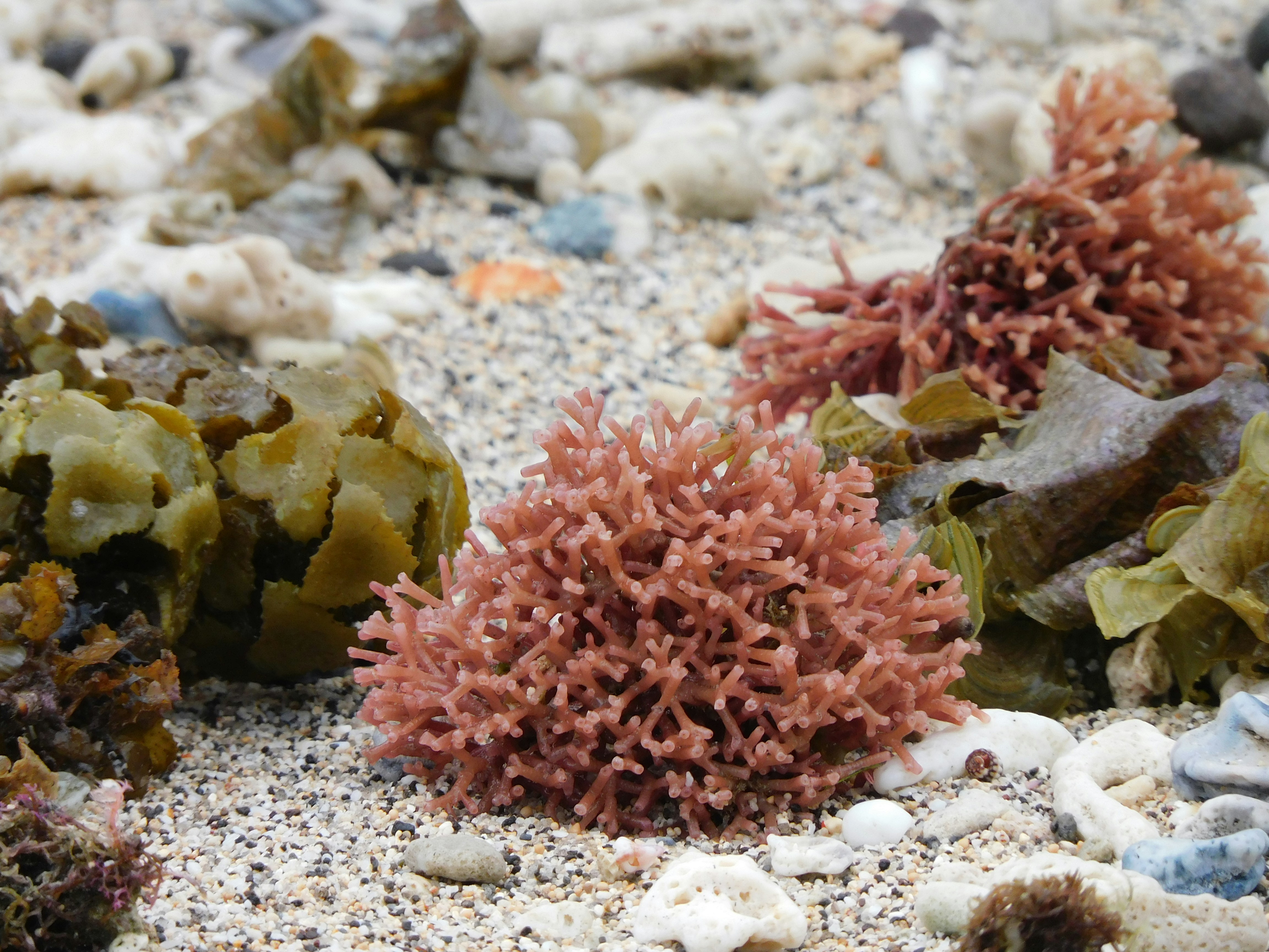 Pink and green seaweed on a sandy shoreline.
