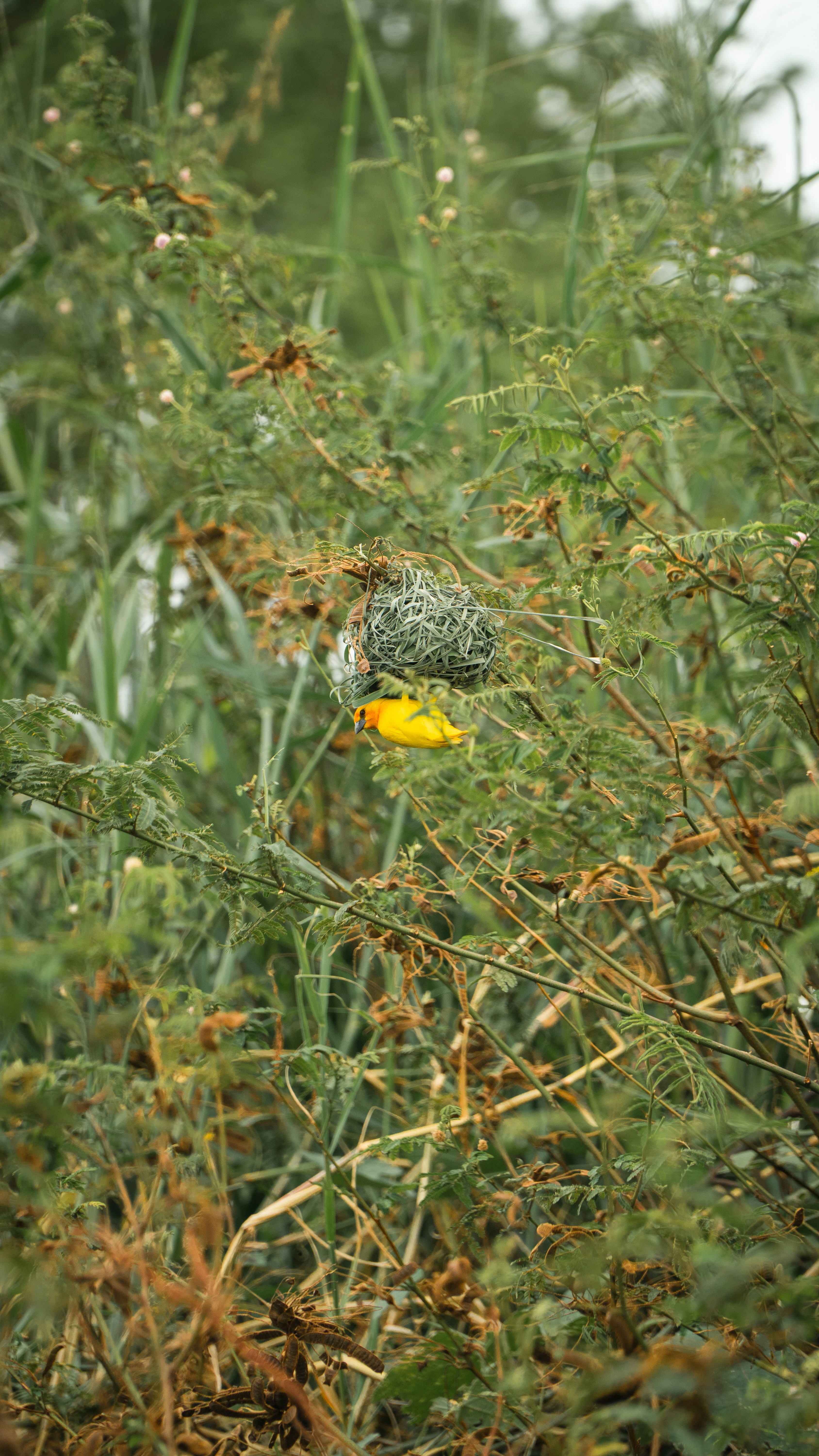 Goldfinch Nest Hidden in a Tangled Hedge