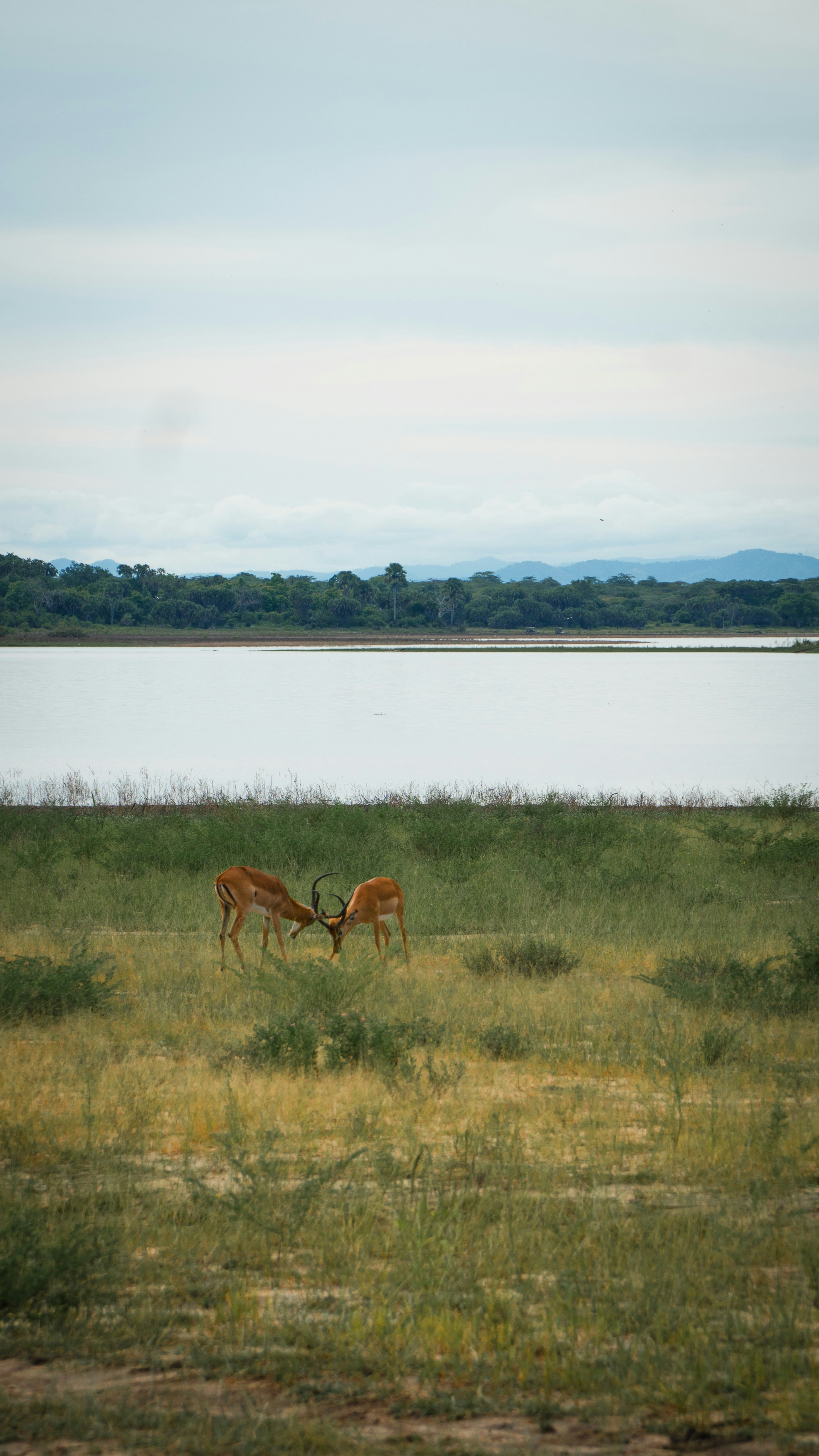 Lakeside Duel: Antelope Horns in Quiet Grass