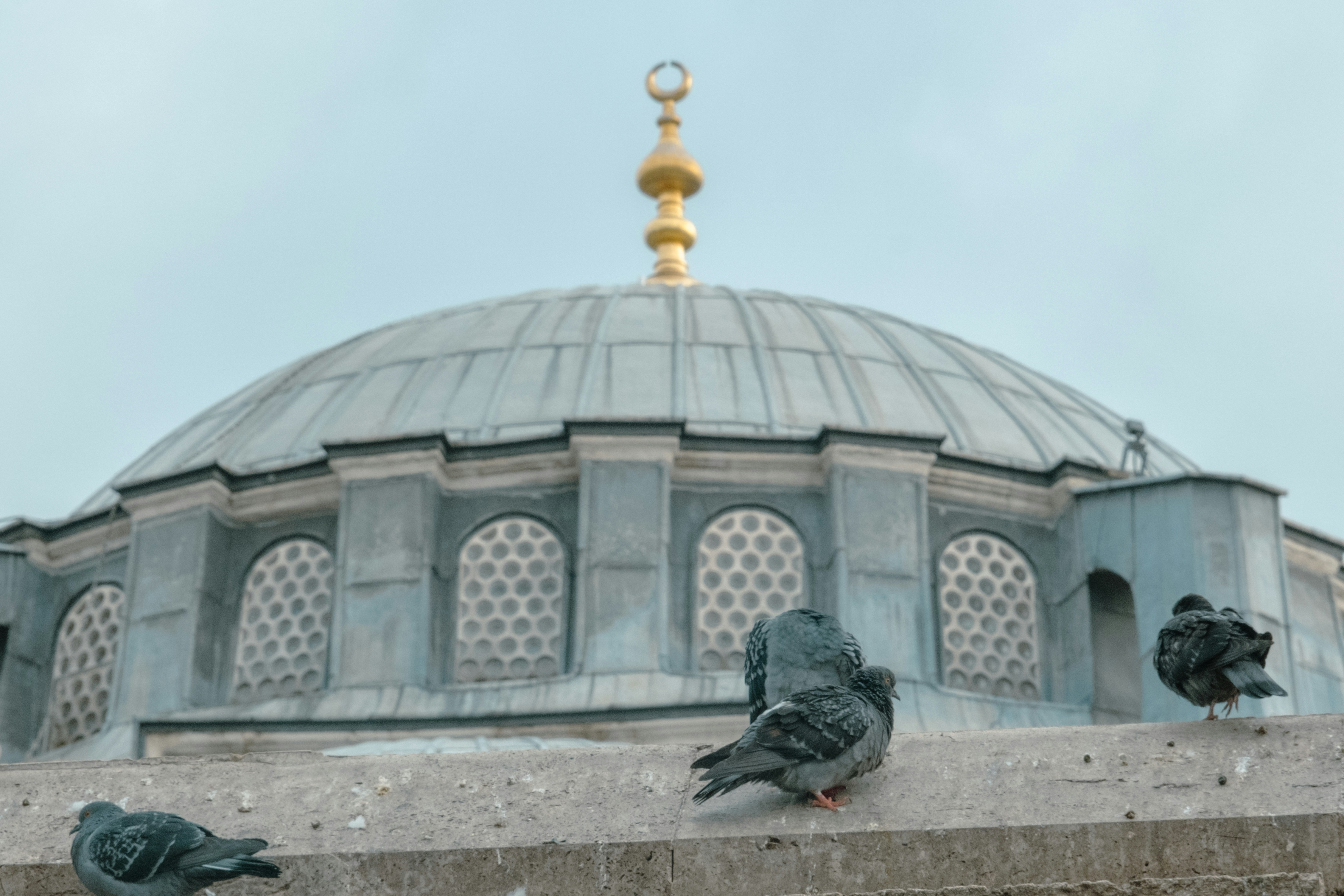 Parapet Pigeons Beneath a Blue-Domed Spire with a Golden Crown