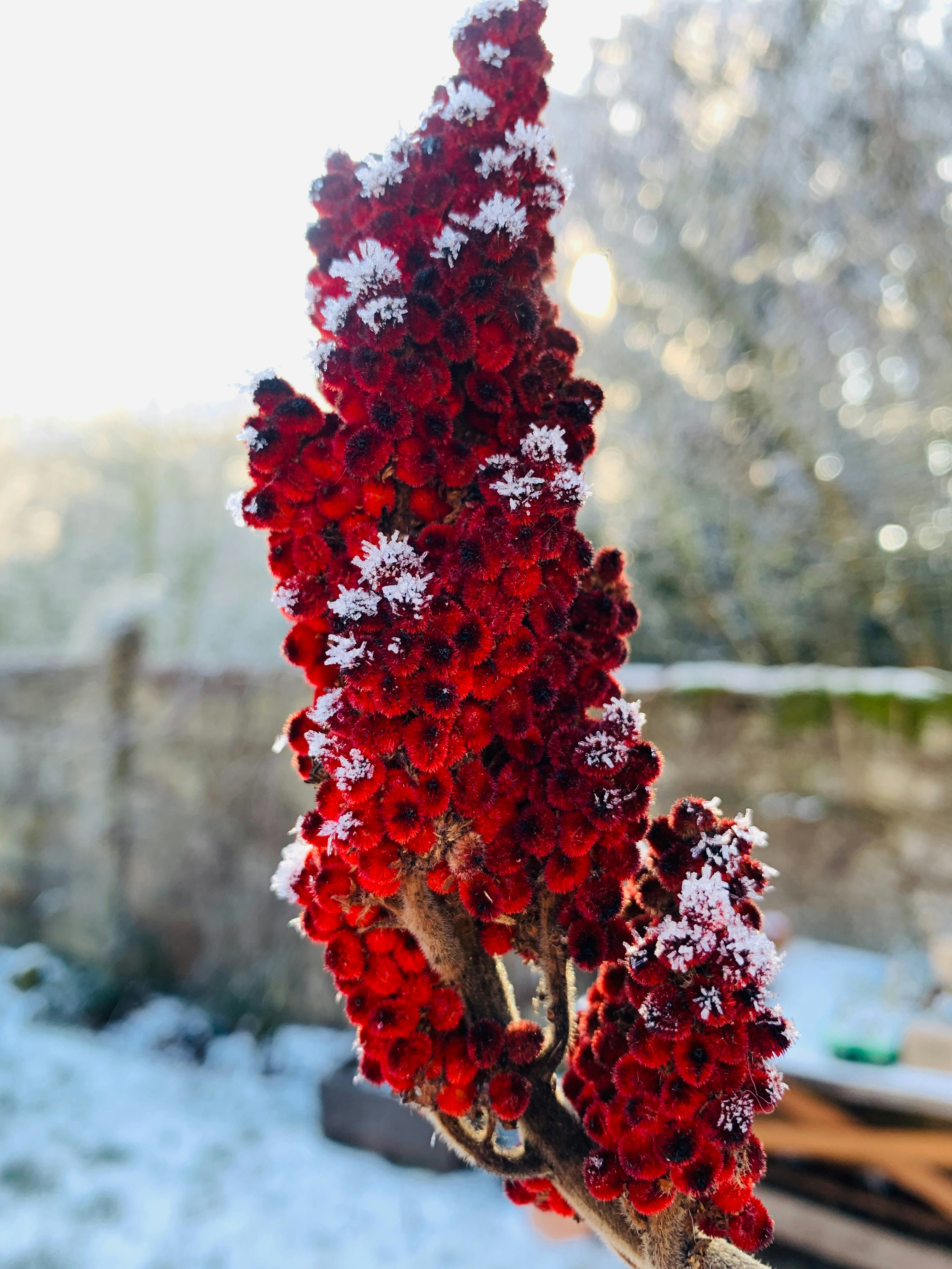Crimson Frost: Frost-Kissed Red Berries on a Winter Stem